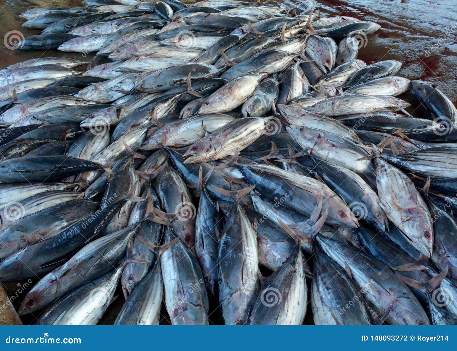 Colombo Fish Market photo stock. Image du marché, vente - 140093272