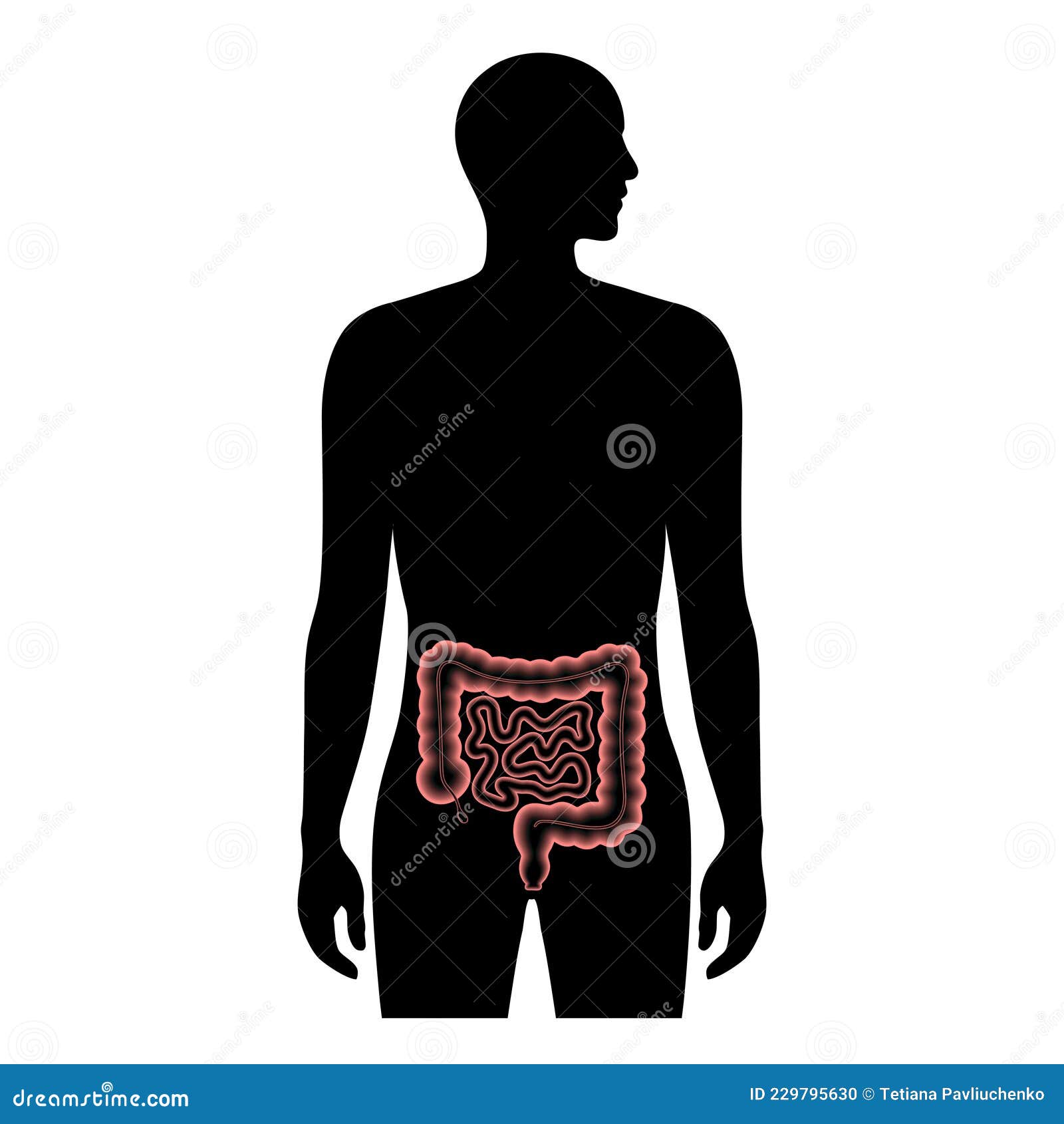Human Intestine Anatomy Stock Vector Illustration Of System 229795630