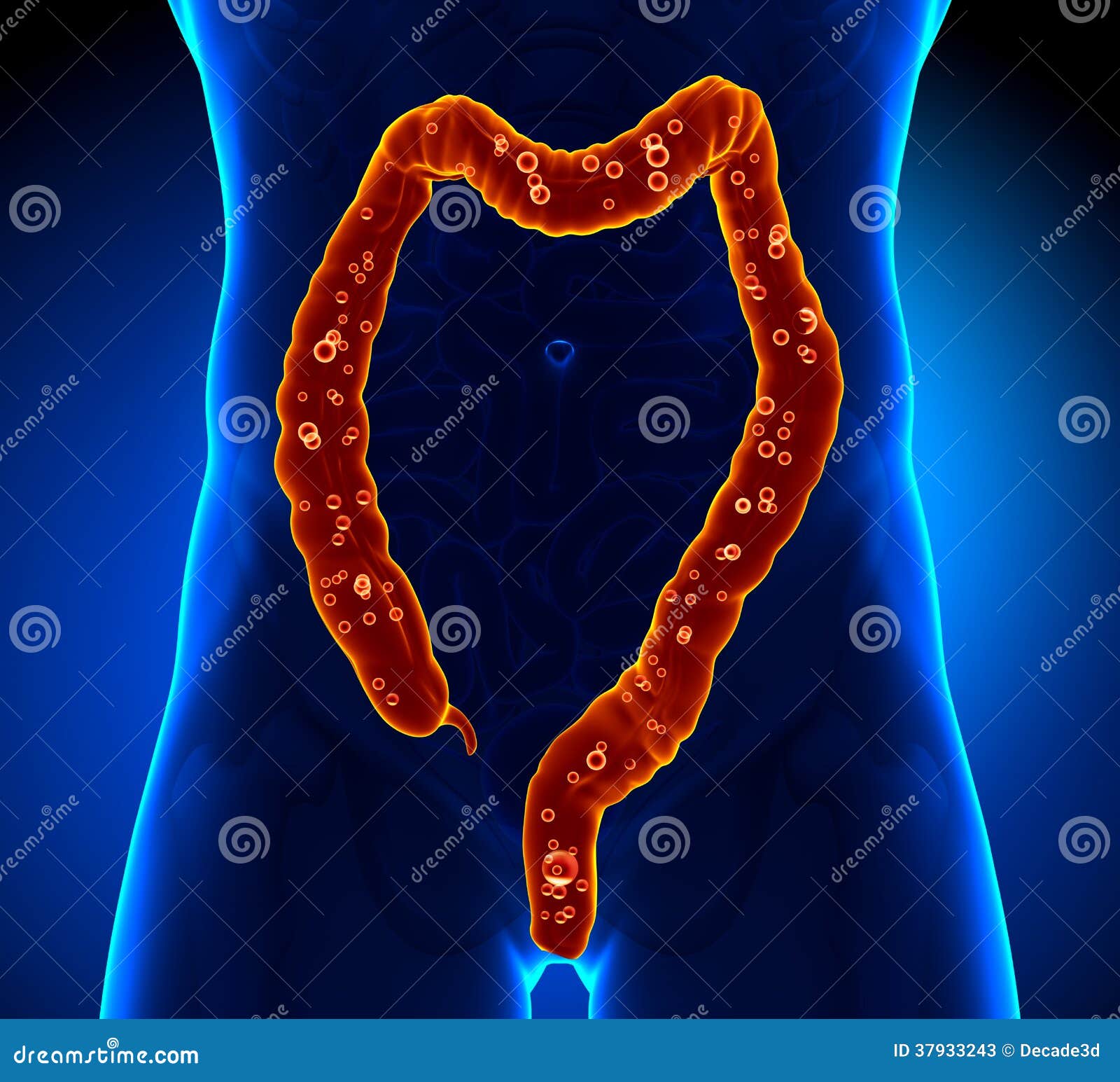 Colon Anatomy - pain stock illustration. Illustration of anterior ...