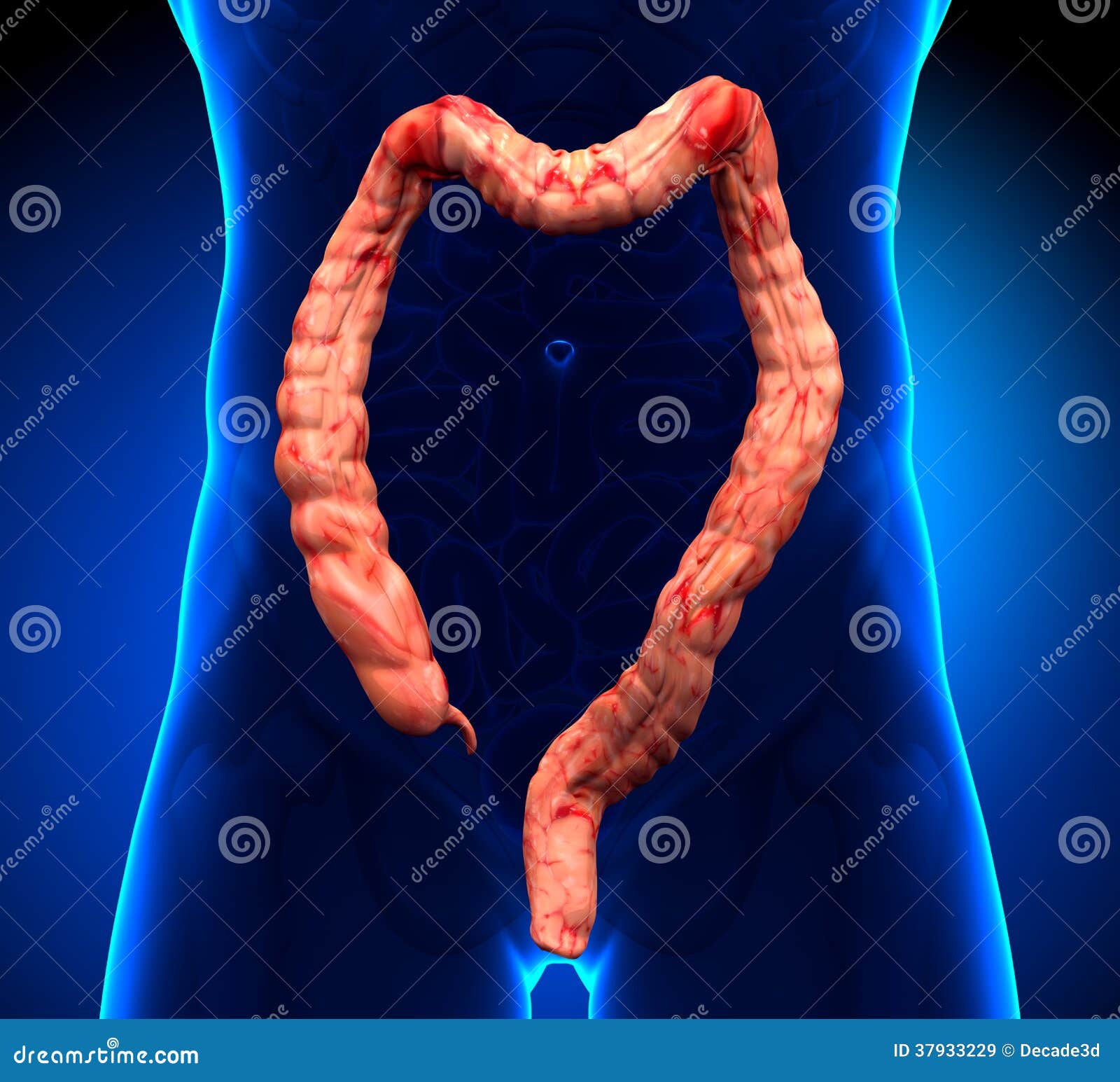 Anatomy Of The Colon