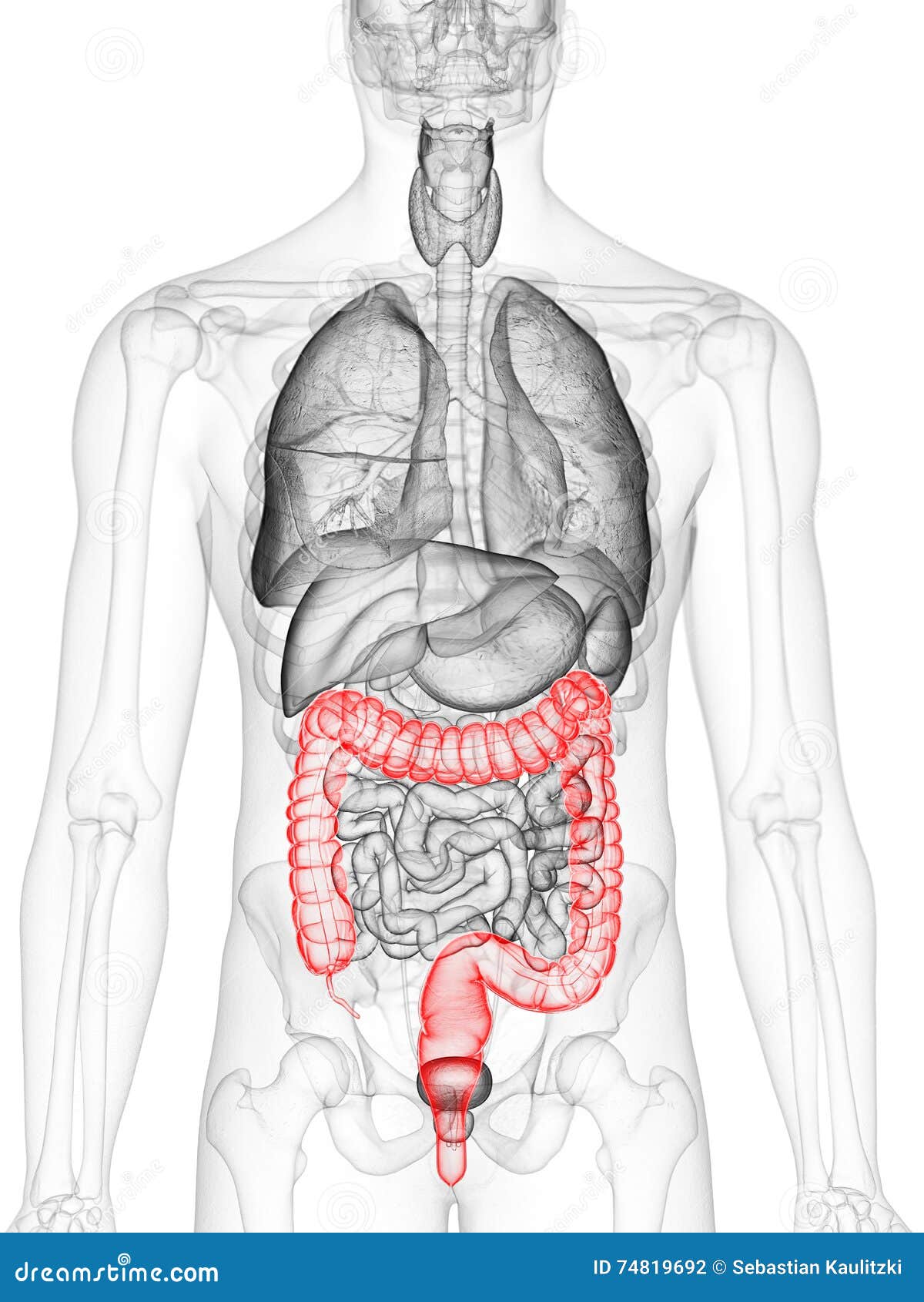 The colon stock illustration. Illustration of large, medicine - 74819692