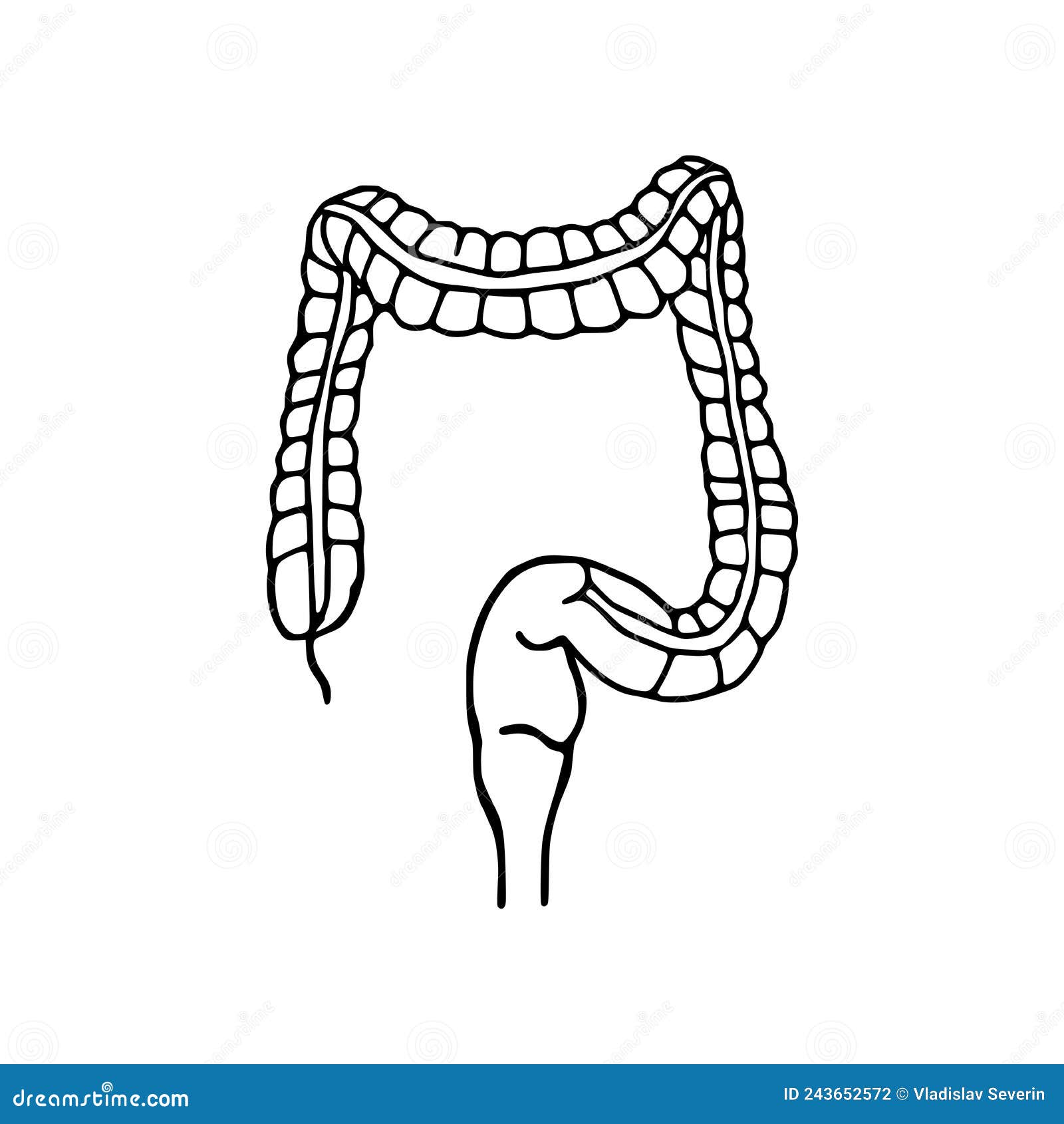 Colon Doodle Vector Illustration. Digestive System Line Icon Stock ...