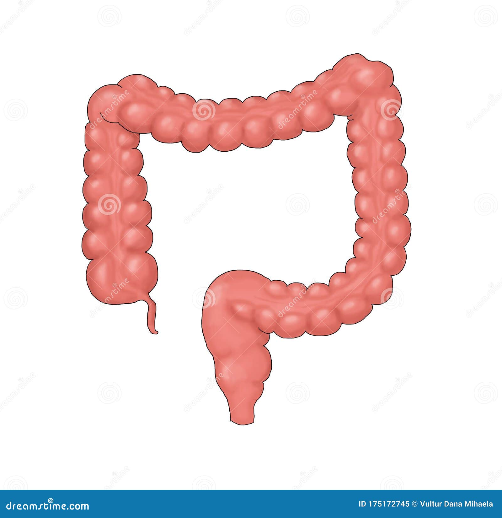 Colon Human Colon Stock Illustration Illustration Of Intestine
