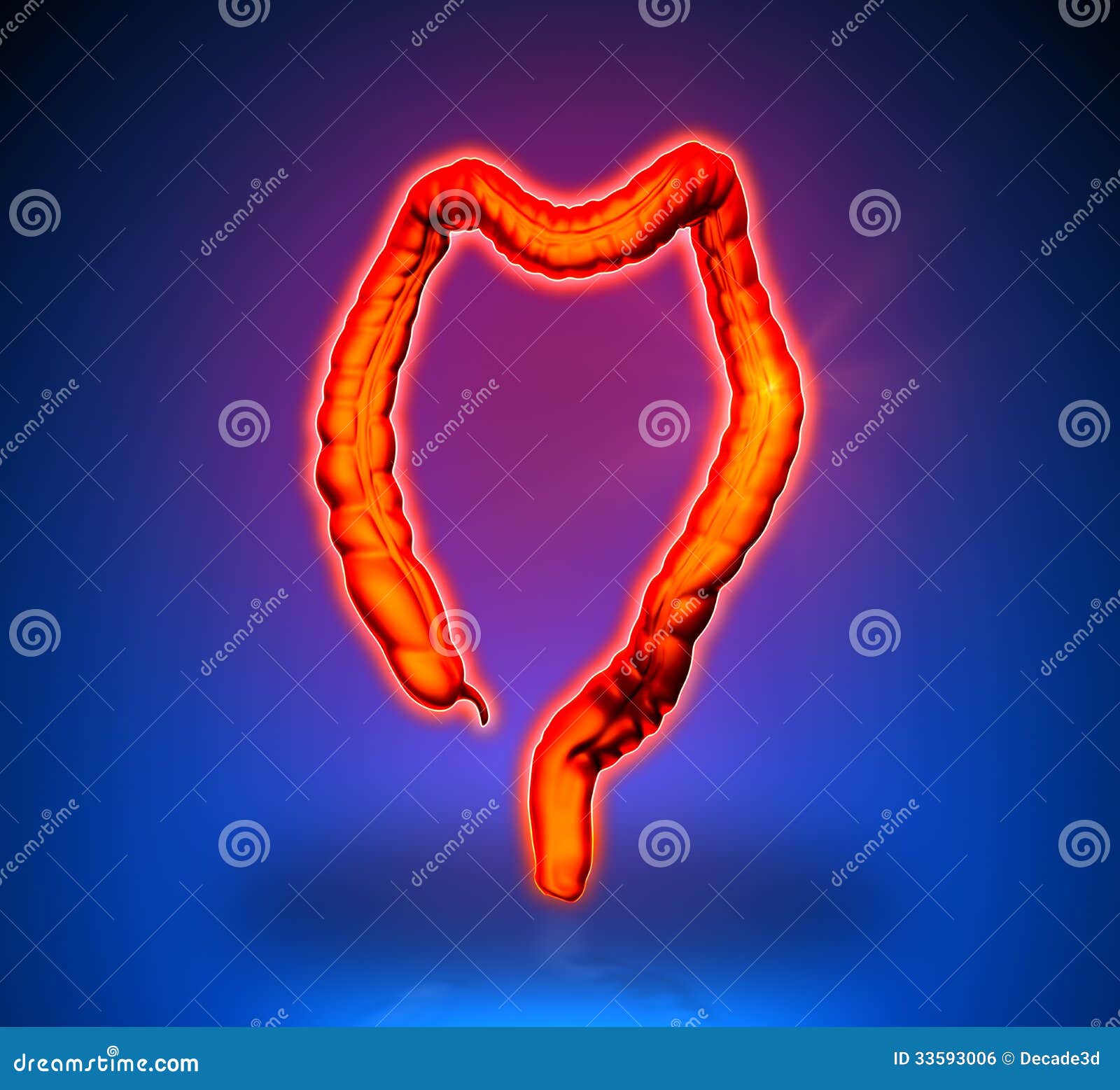 Colon - Internal organs stock illustration. Illustration of vein - 33593006