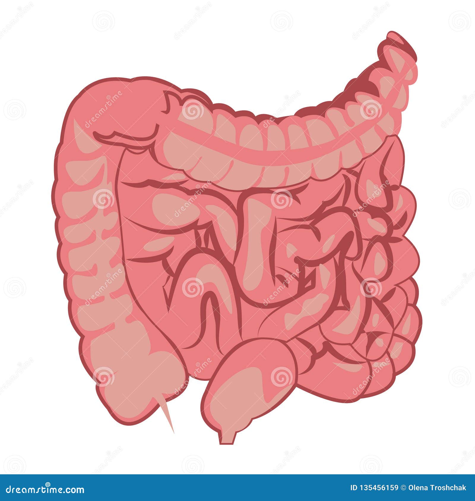 Intestinal Tract Stock Illustration | CartoonDealer.com #30487837