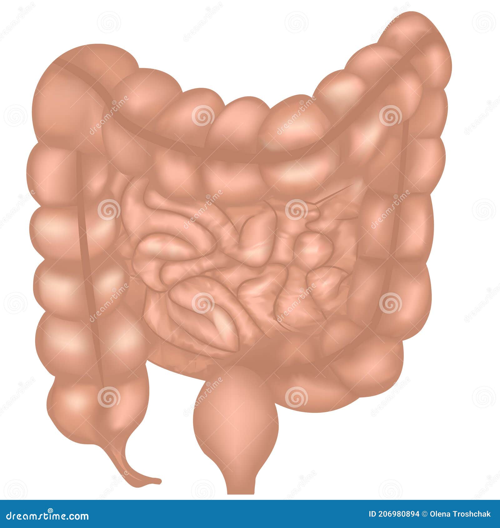 Colon, Intestinal Tract System Stock Illustration - Illustration of ...