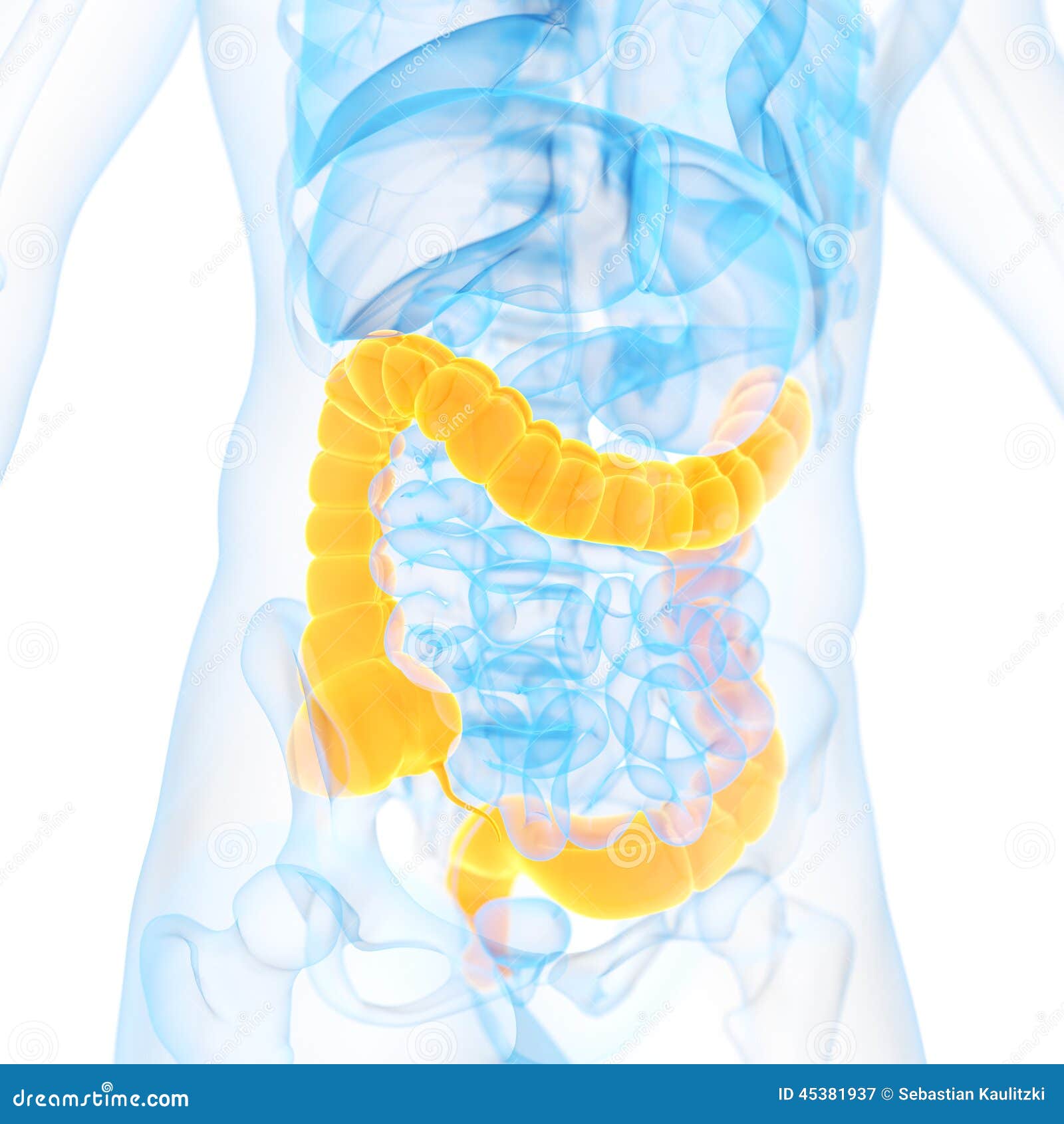 The colon stock illustration. Illustration of blue, anatomy - 45381937