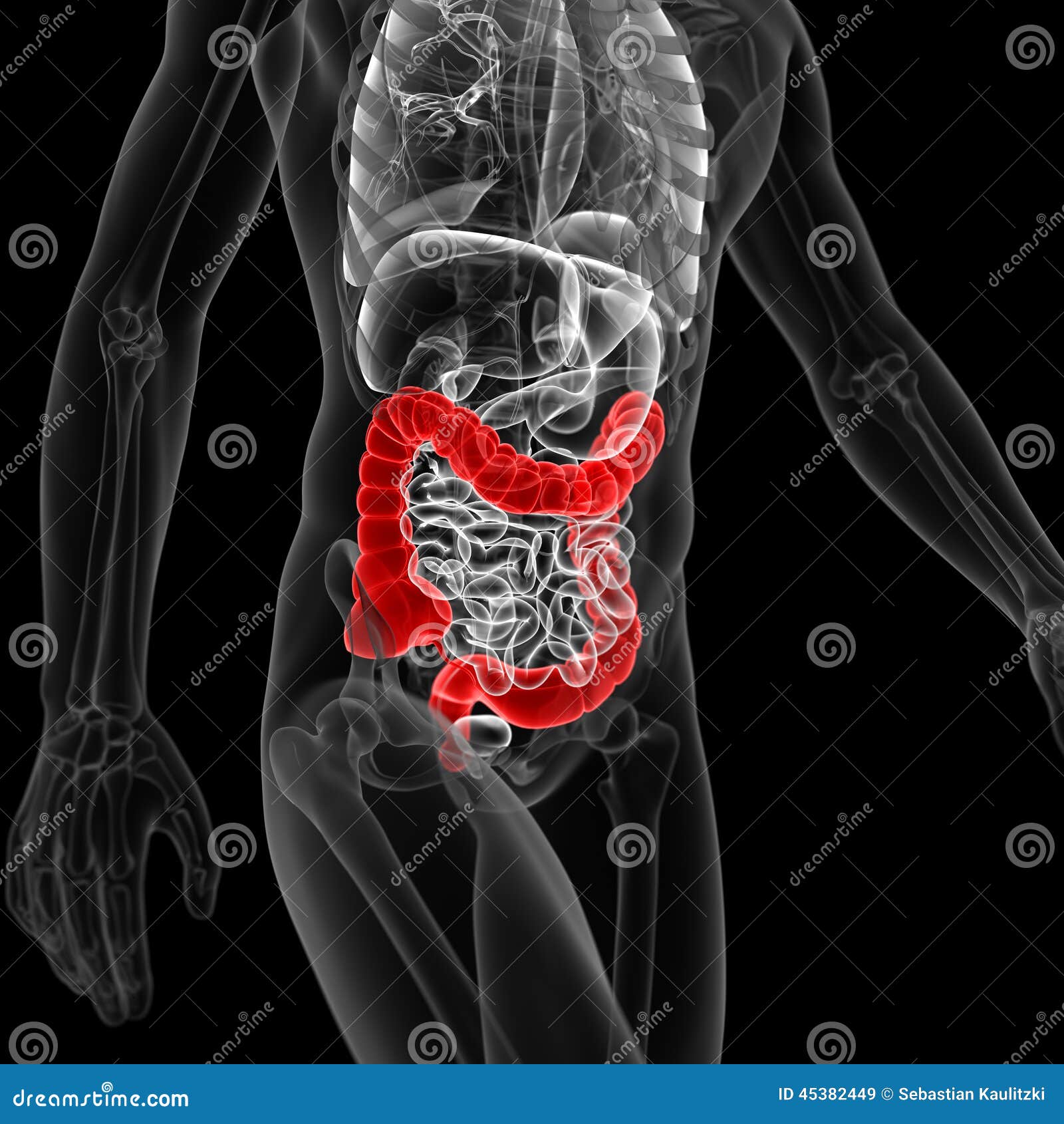The colon stock illustration. Illustration of digestive - 45382449