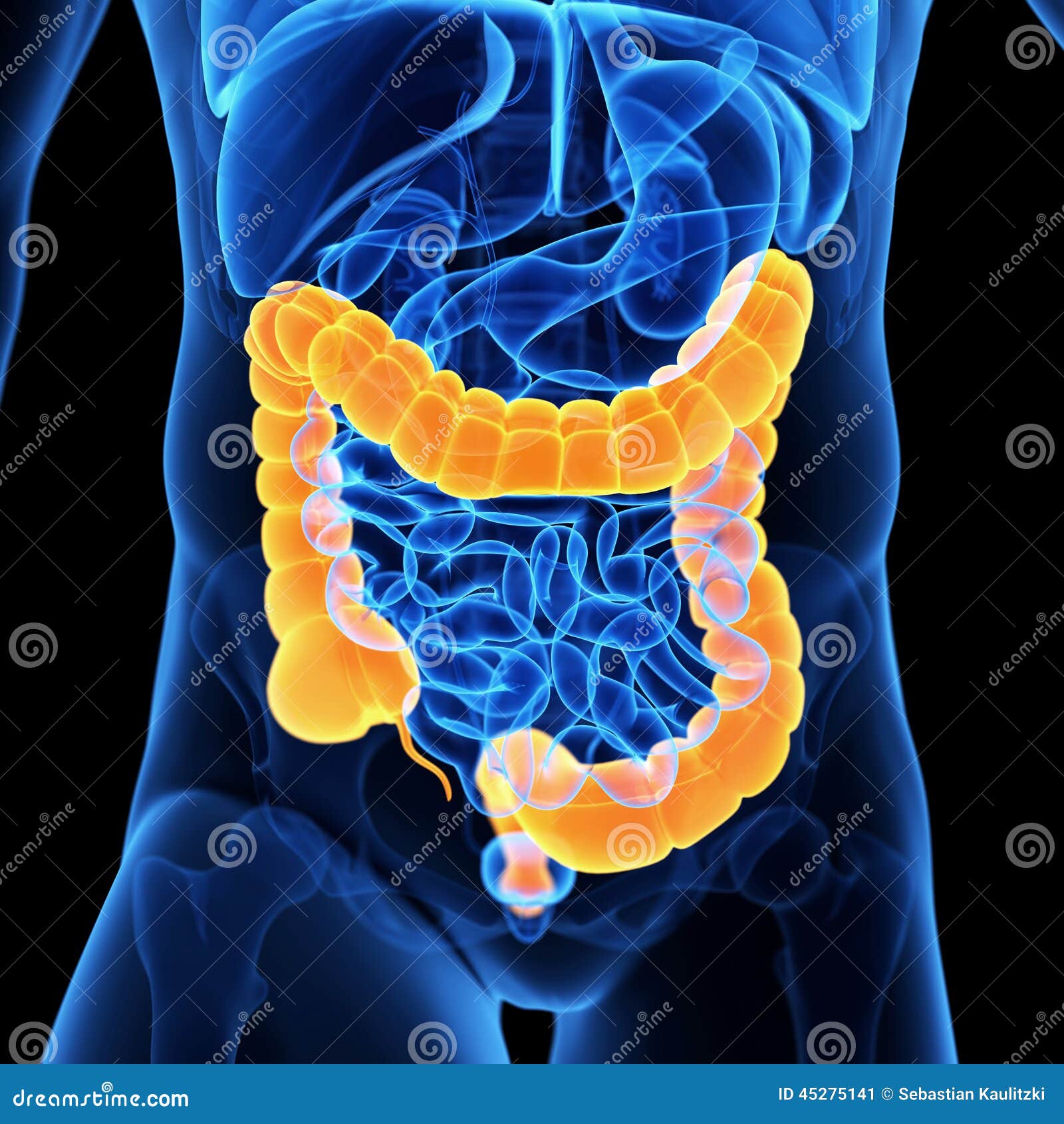 The colon stock illustration. Illustration of intestine - 45275141