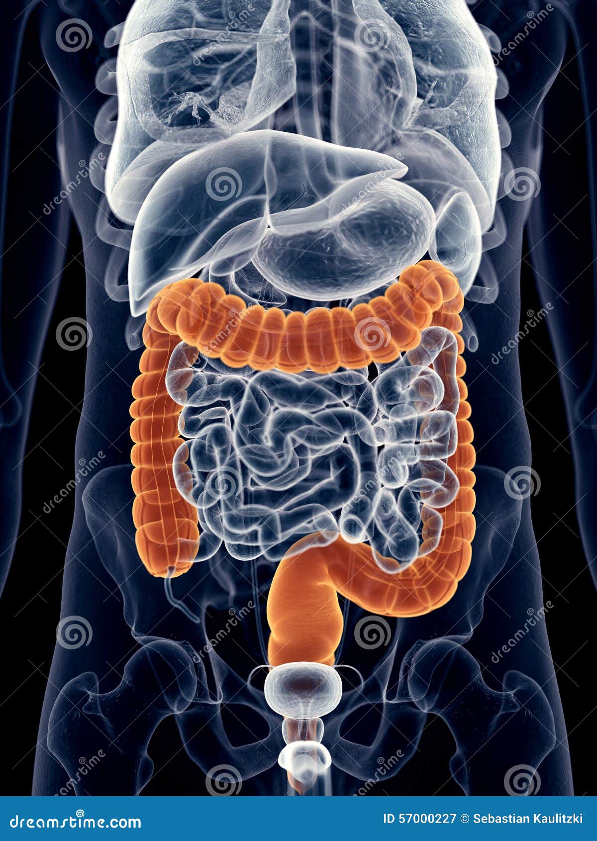 The colon stock illustration. Illustration of highlighted - 57000227