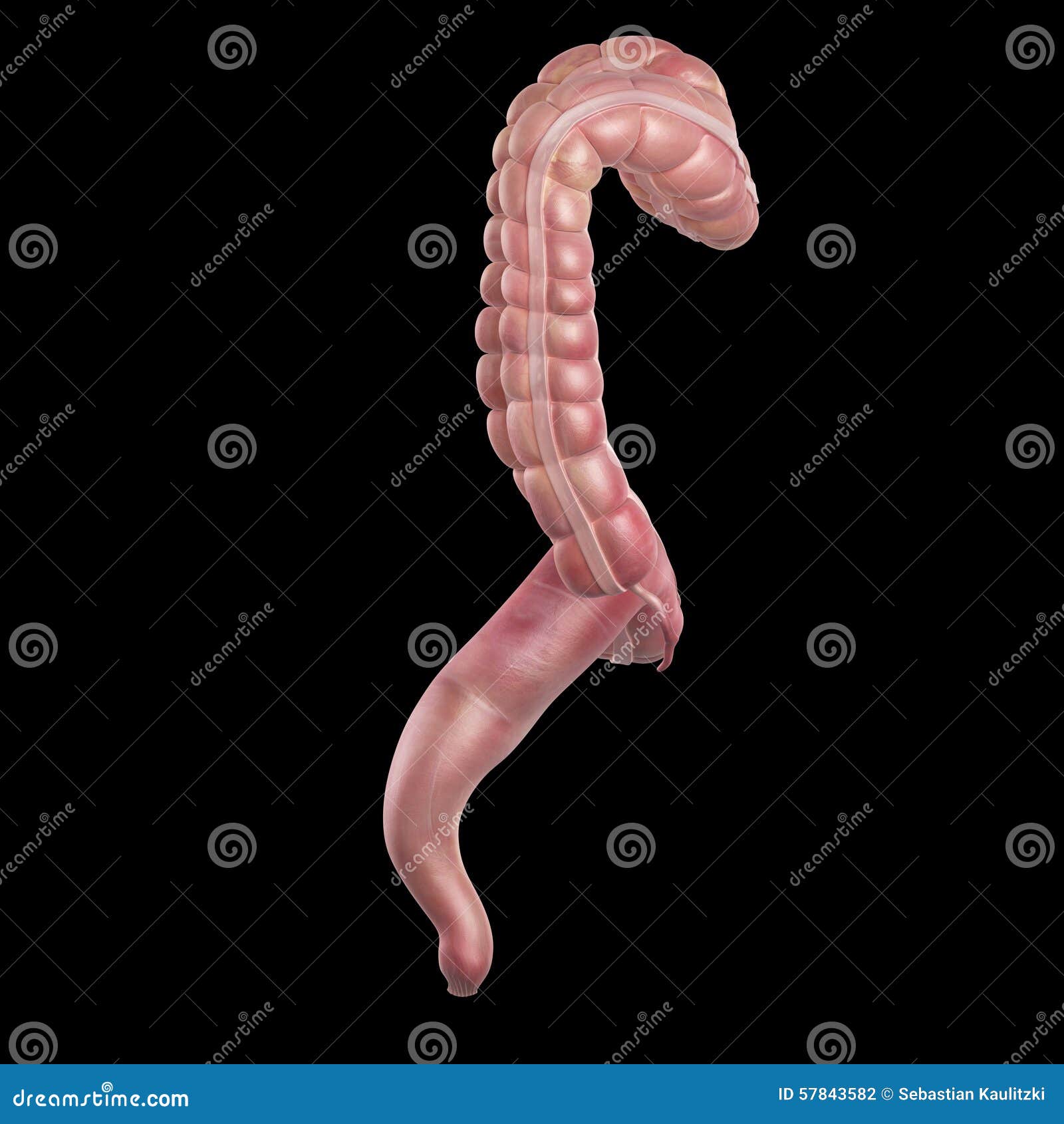The colon stock illustration. Illustration of accurate - 57843582