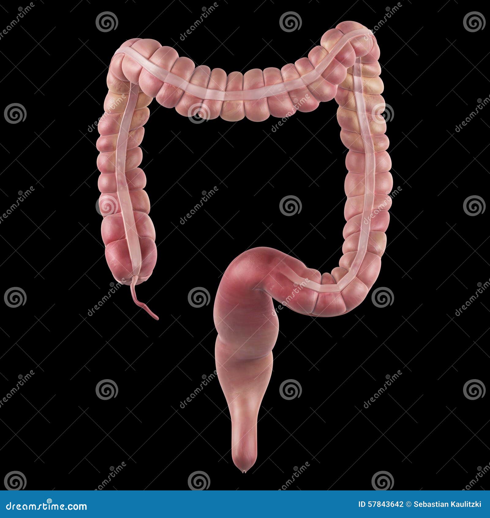 The colon stock illustration. Illustration of human, colon - 57843642
