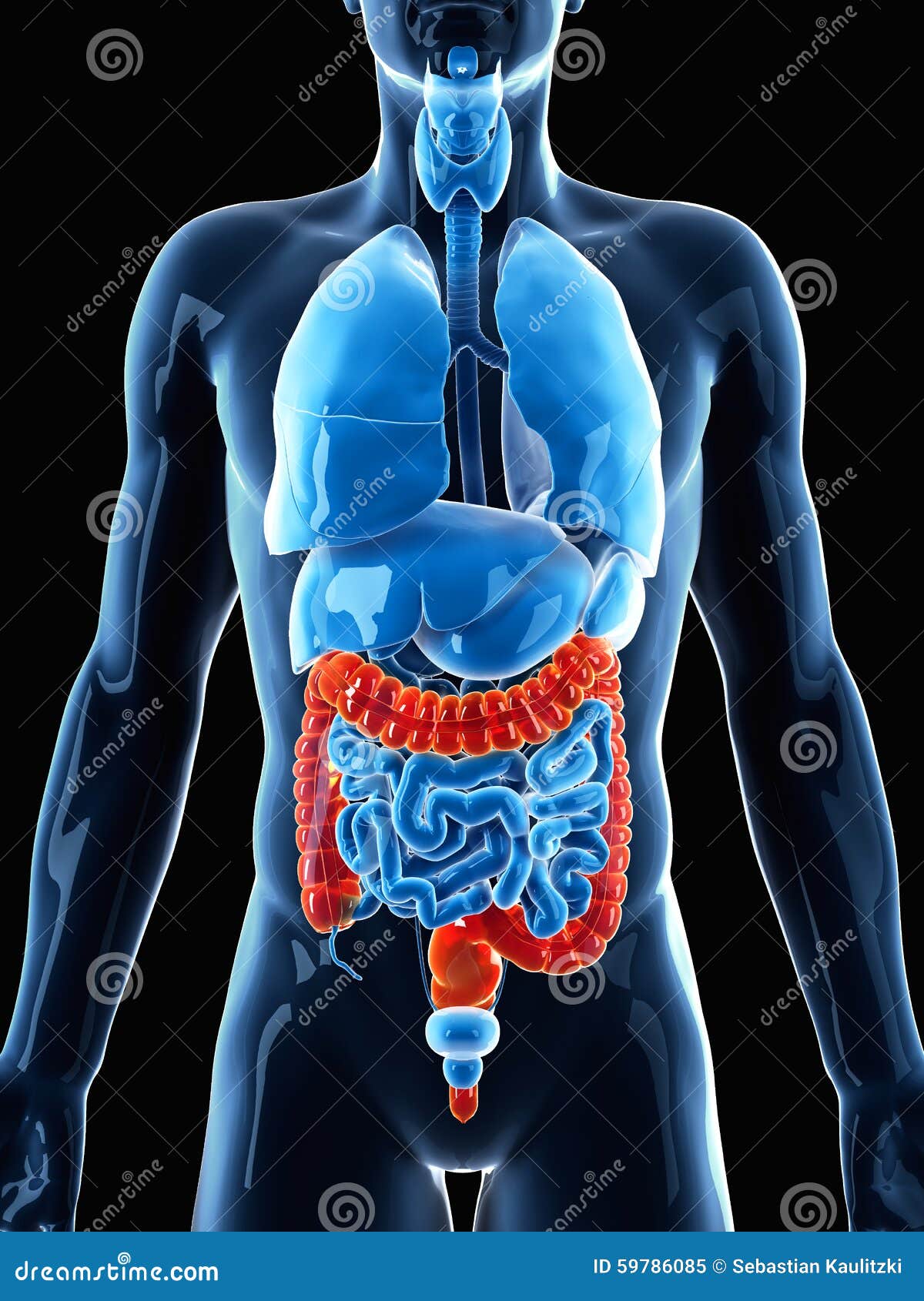 The colon stock illustration. Illustration of accurate - 59786085