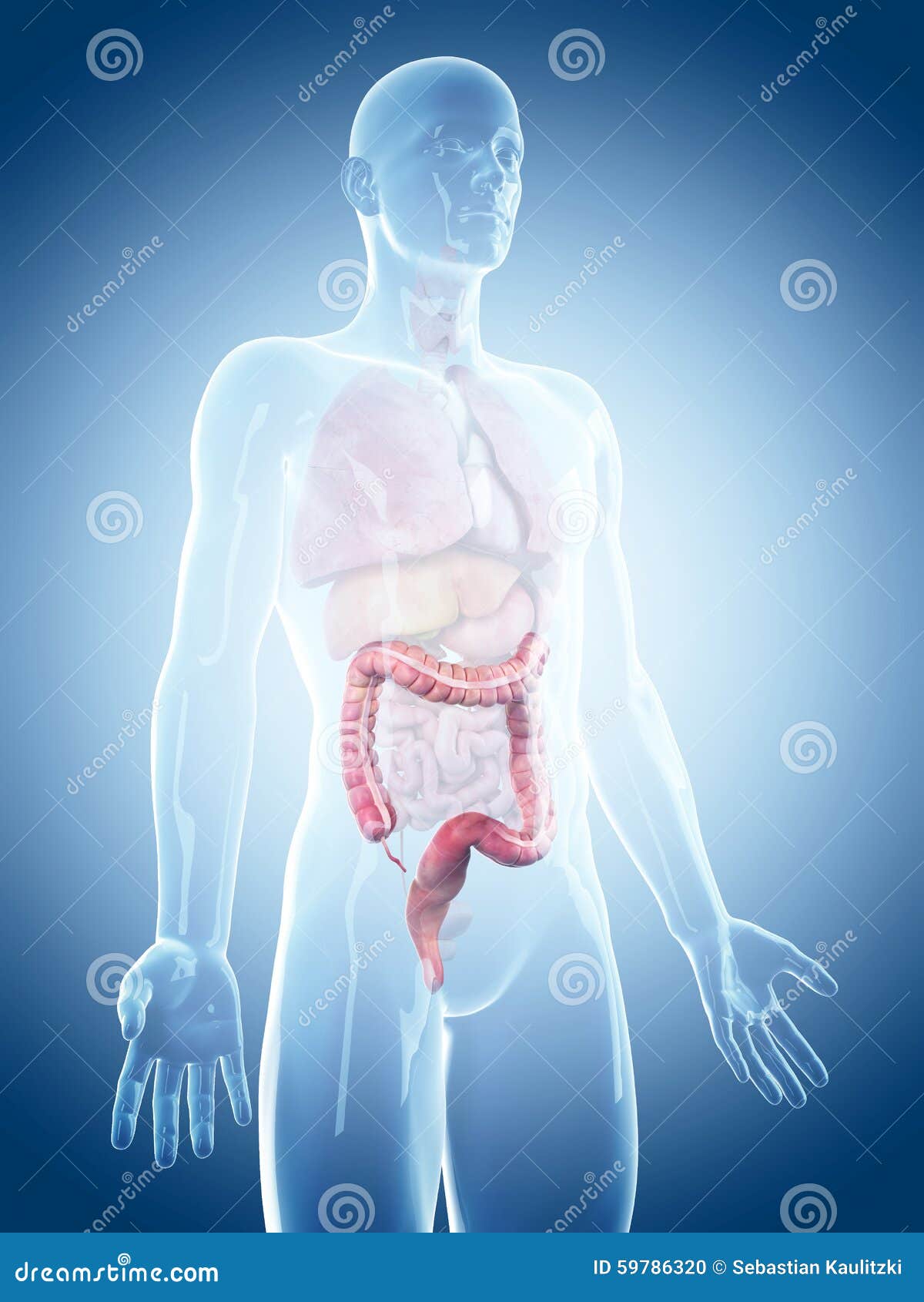The colon stock illustration. Illustration of healthy - 59786320