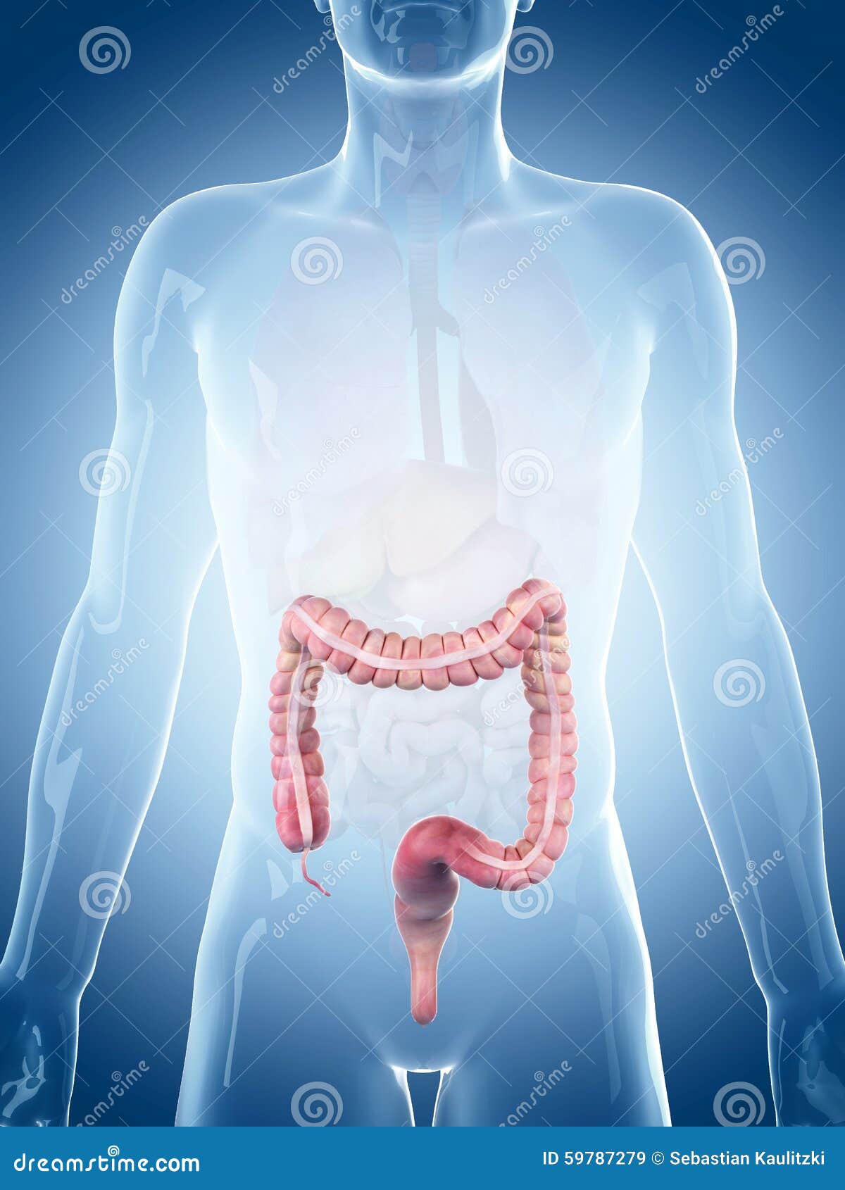 The colon stock illustration. Illustration of intestine - 59787279