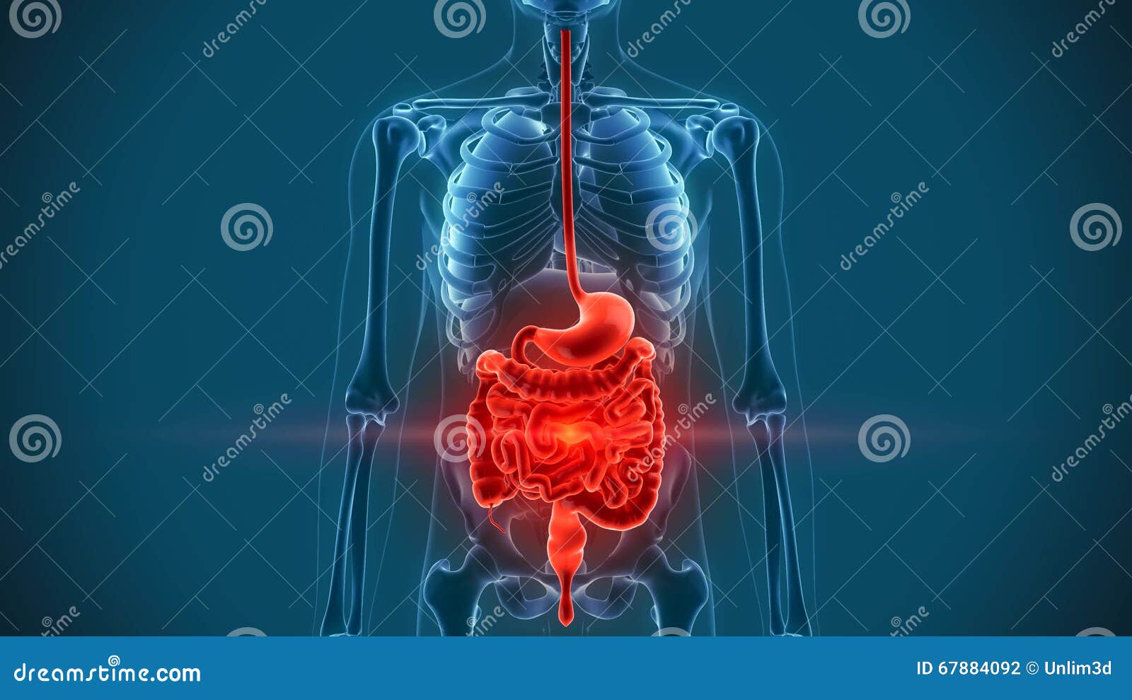 Colon stomach organs stock footage. Video of cecum, healthy - 67884092