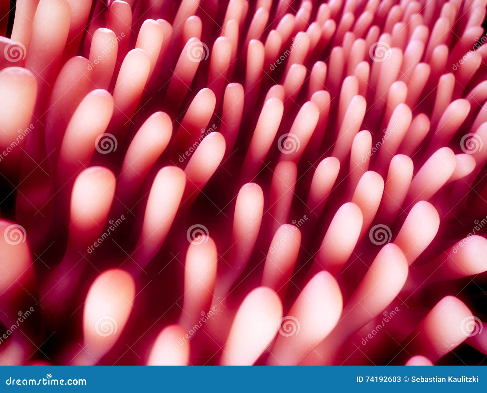 The colon villi stock illustration. Illustration of digestive - 74192603