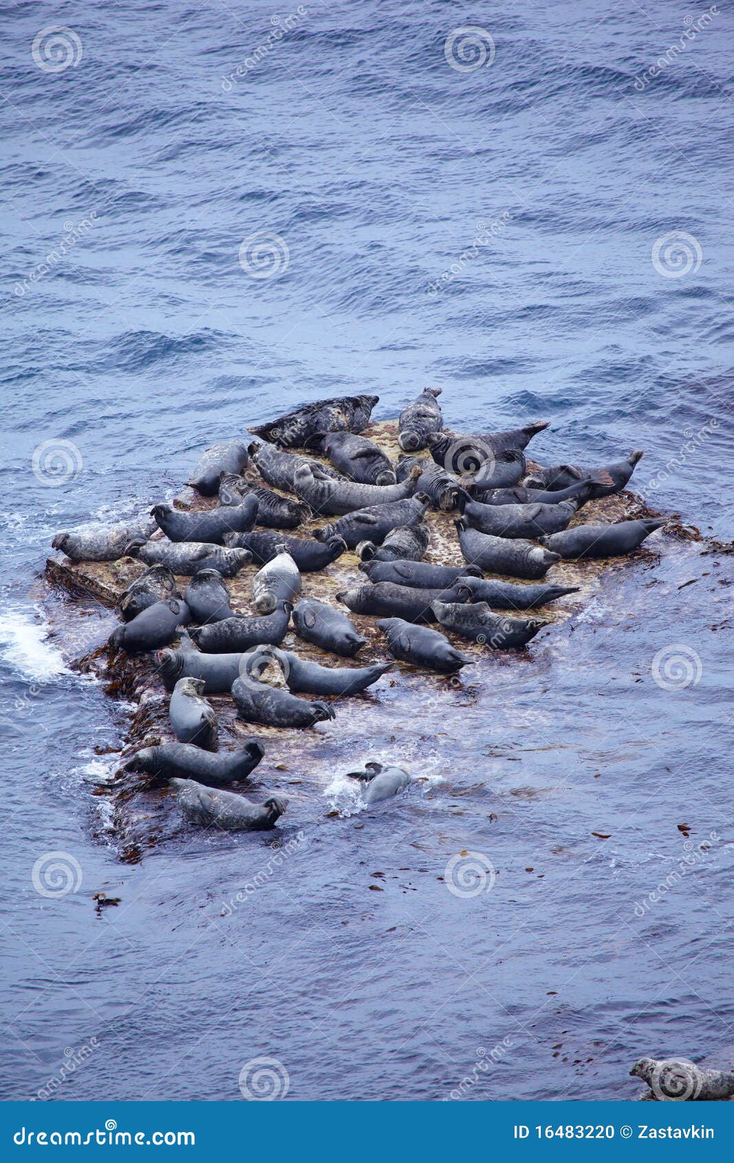Colonia De Grajos Gris Del Sello Foto de archivo - Imagen de paisaje ...