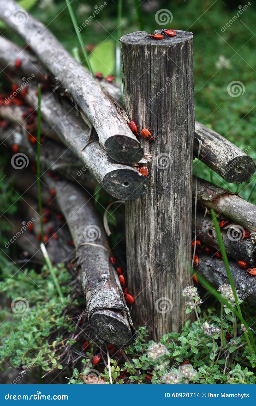 Colonia de insectos foto de archivo. Imagen de hierba - 60920714