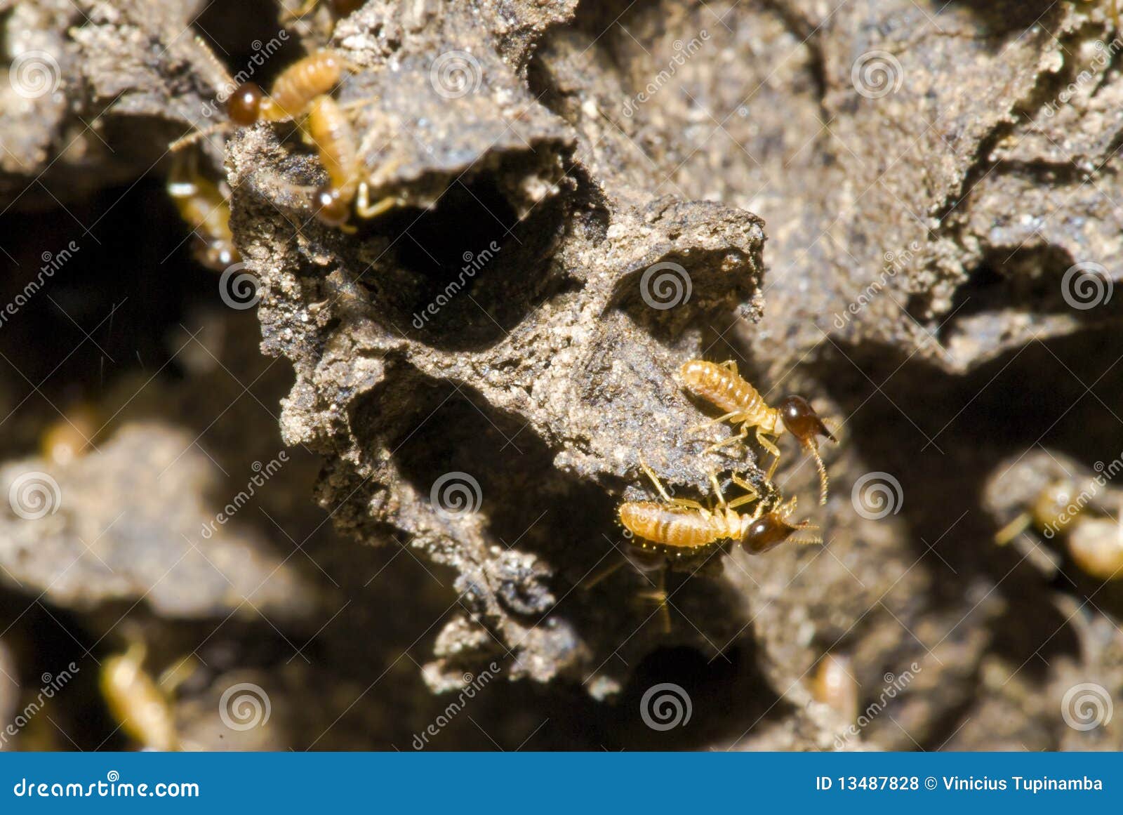 Colonia de las termitas foto de archivo. Imagen de primer - 13487828