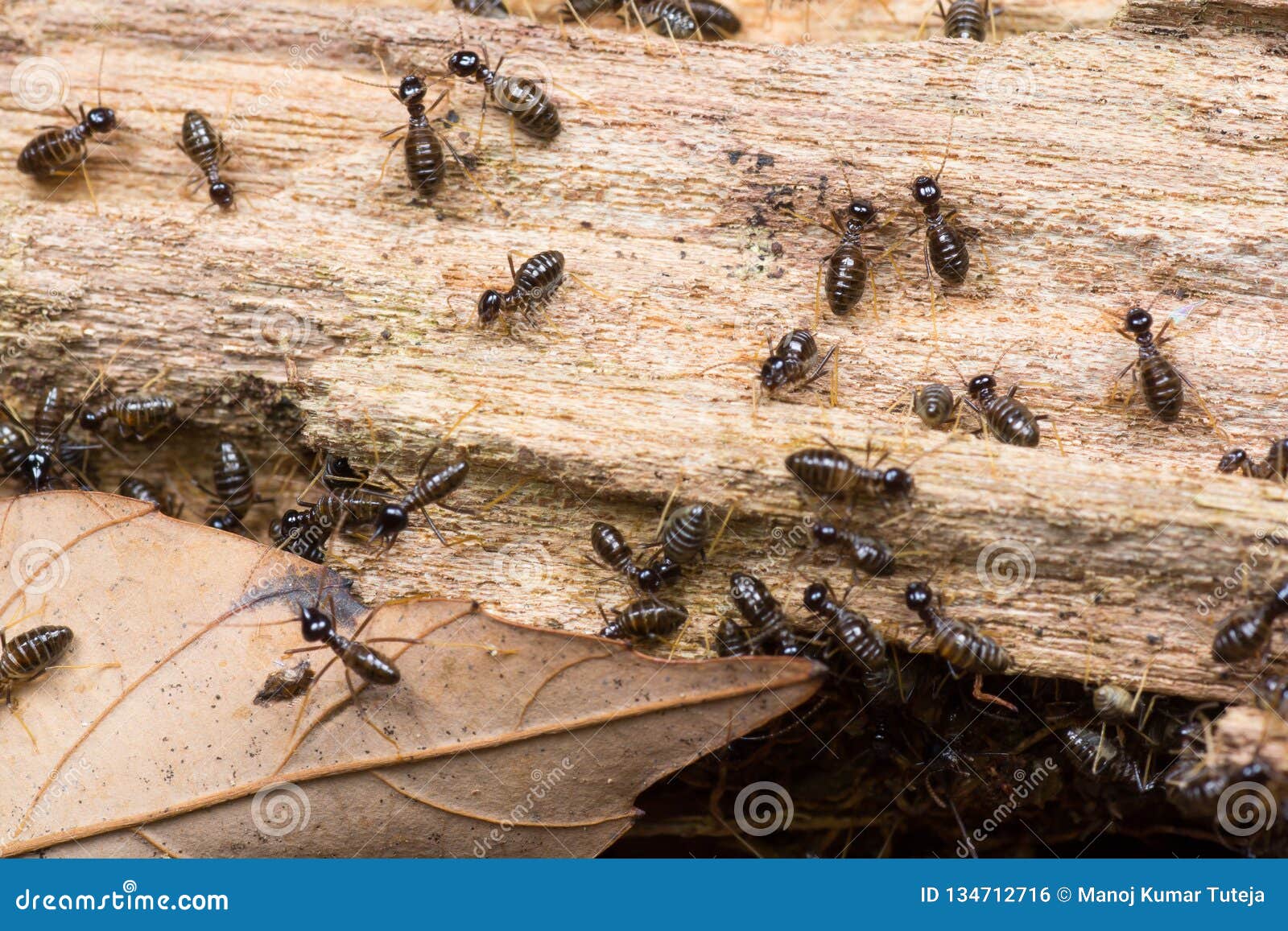 Colonia De Termitas En Un Registro De Madera Putrefacto Foto de archivo ...