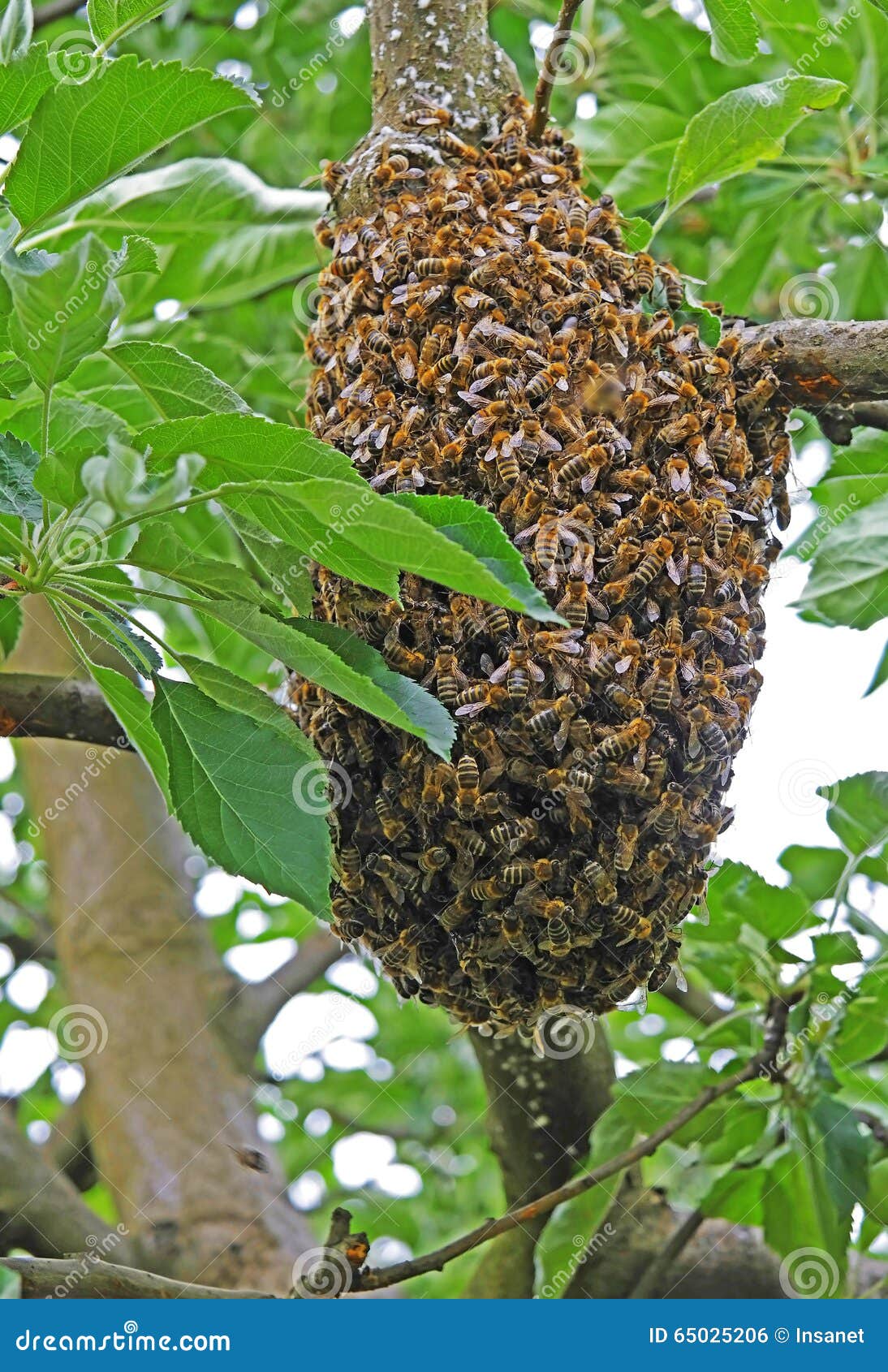 Colonia Di Api Su Un Albero Fotografia Stock - Immagine di mosca ...