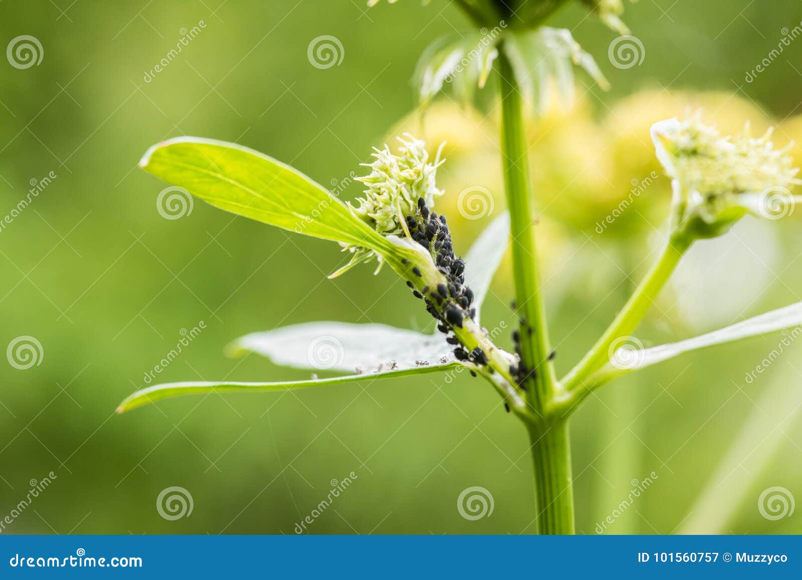 Colonia en jejenes imagen de archivo. Imagen de infestado - 101560757