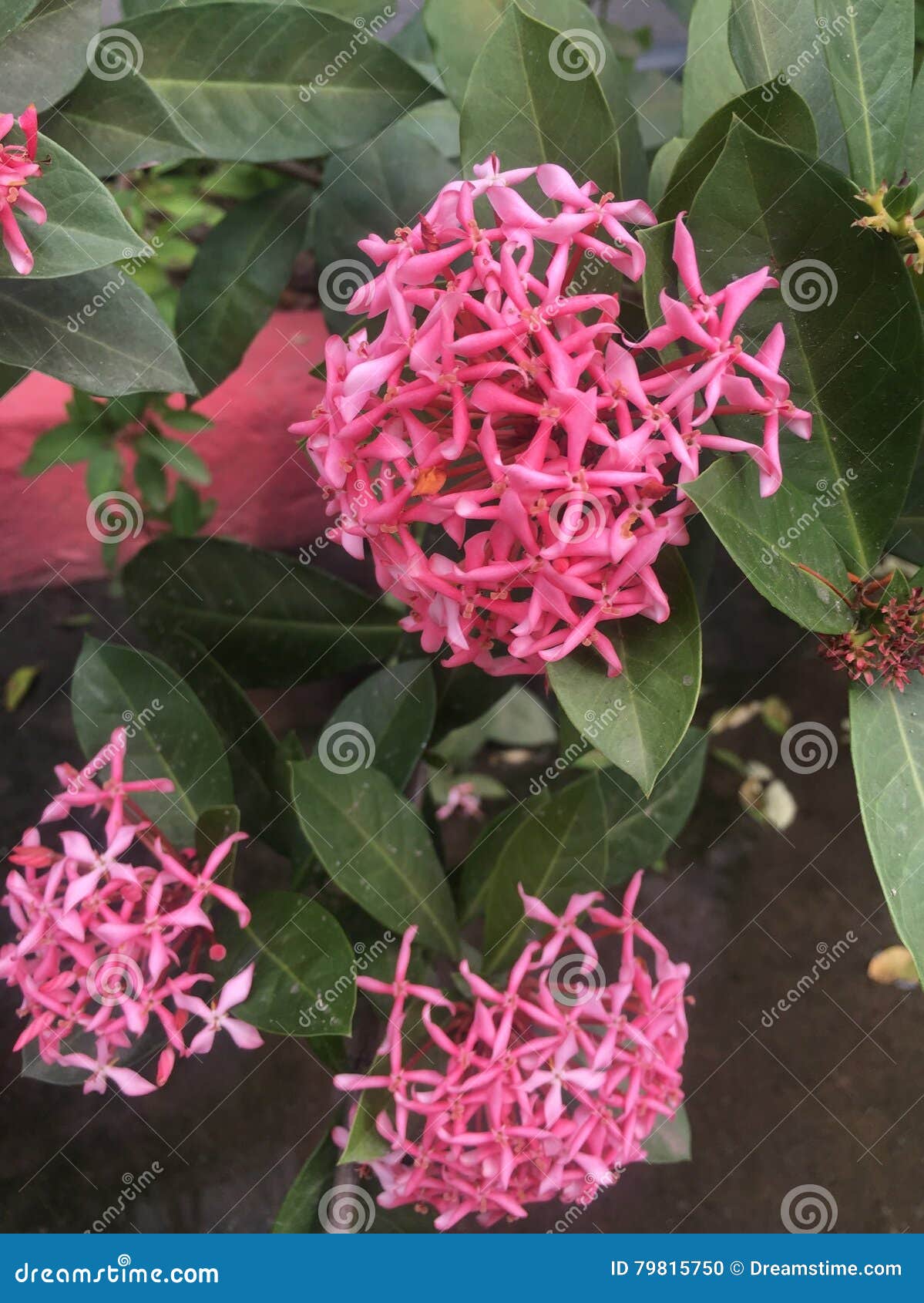 Colonia rosa fotografia stock. Immagine di fogli, chiaro - 79815750