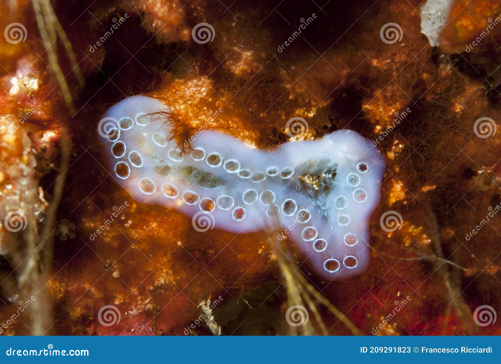 Aplidium Sp Stock Photos - Free & Royalty-Free Stock Photos from Dreamstime