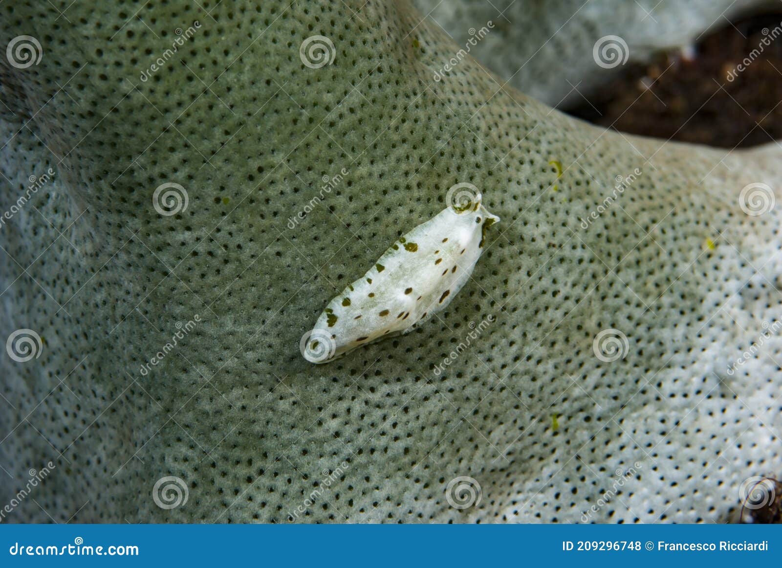 Colonial Ascidian Atriolum Robustum with Flatworm Cycloporus Sp. Stock ...