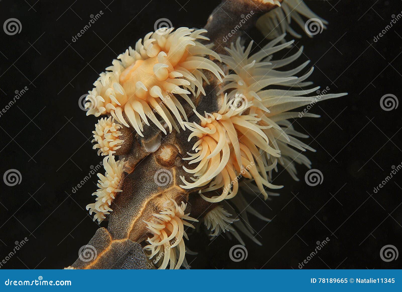 Colonial Marine Animals