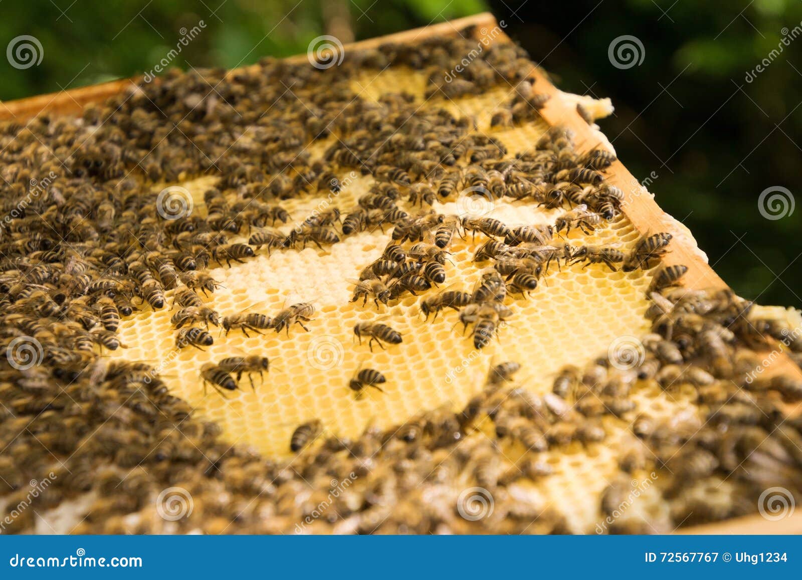 Colonie d'abeille image stock. Image du abeille, animal - 72567767