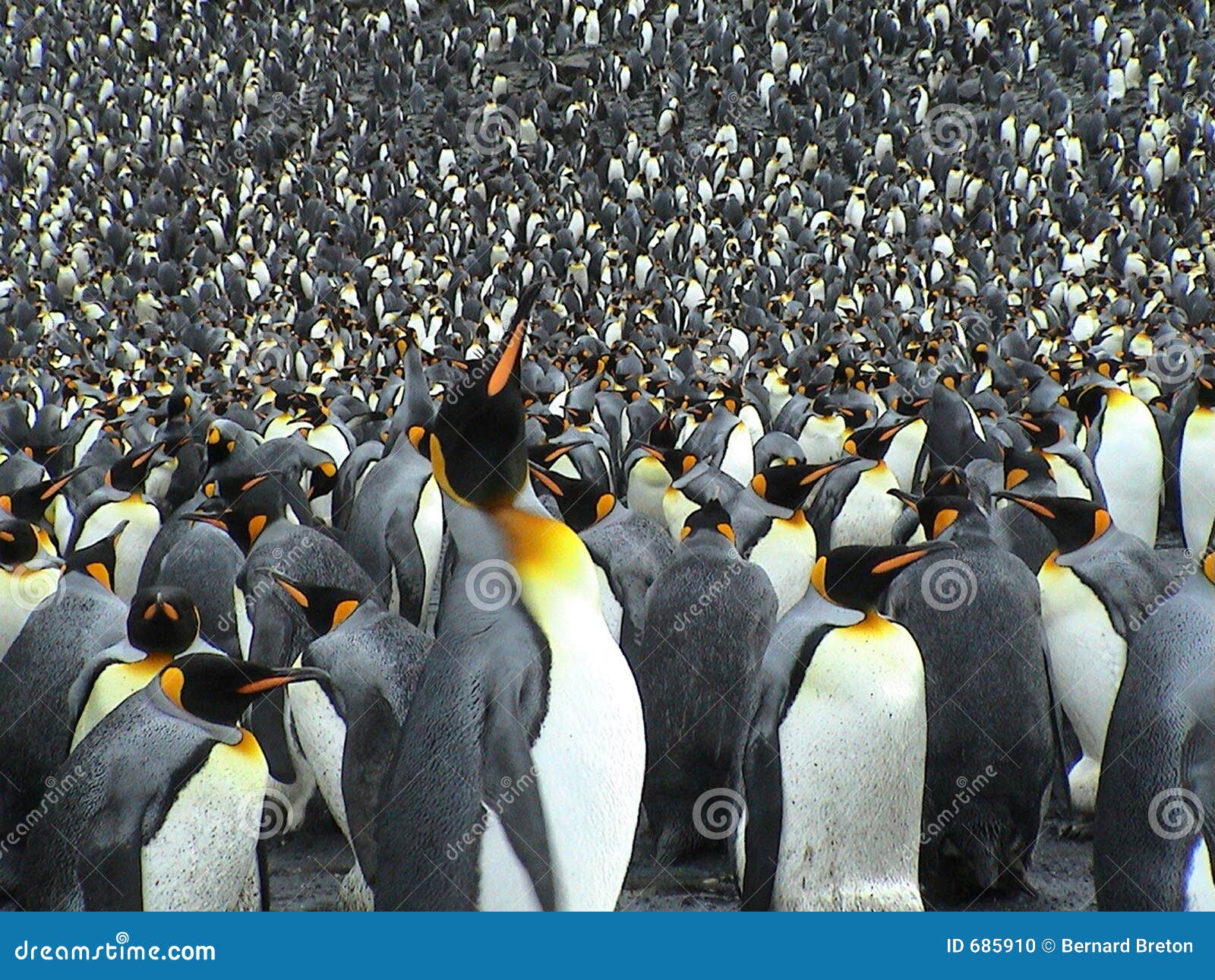 Colonie Des Pingouins De Rois Photo stock - Image du animal, famille ...