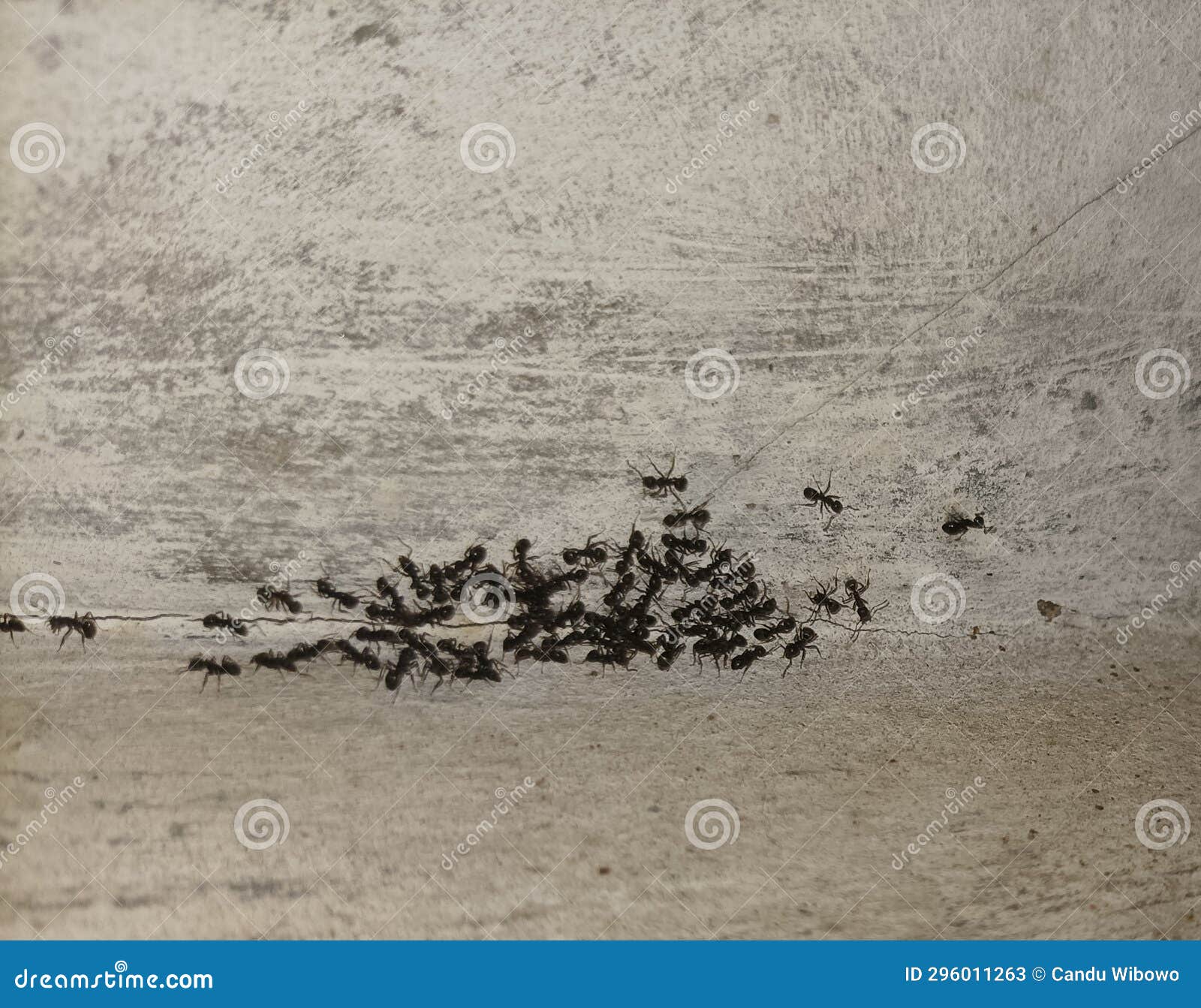 Colonies ant stock image. Image of colonies, earth, animalia - 296011263