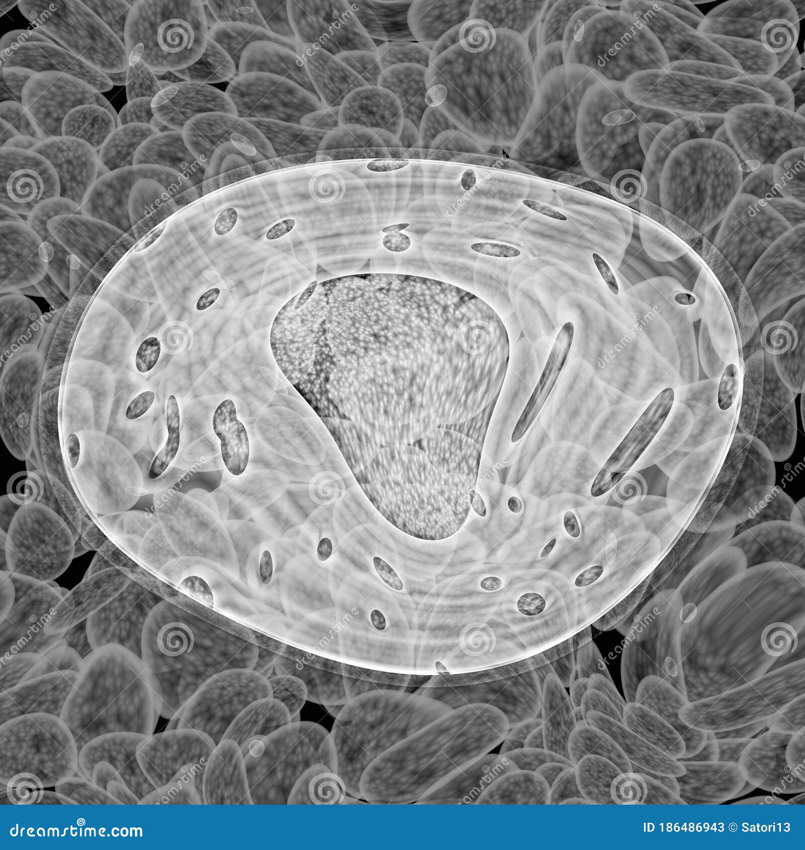 Bacteria Growth Stages. Bacterium Cells In Petri Dishes. Vector ...