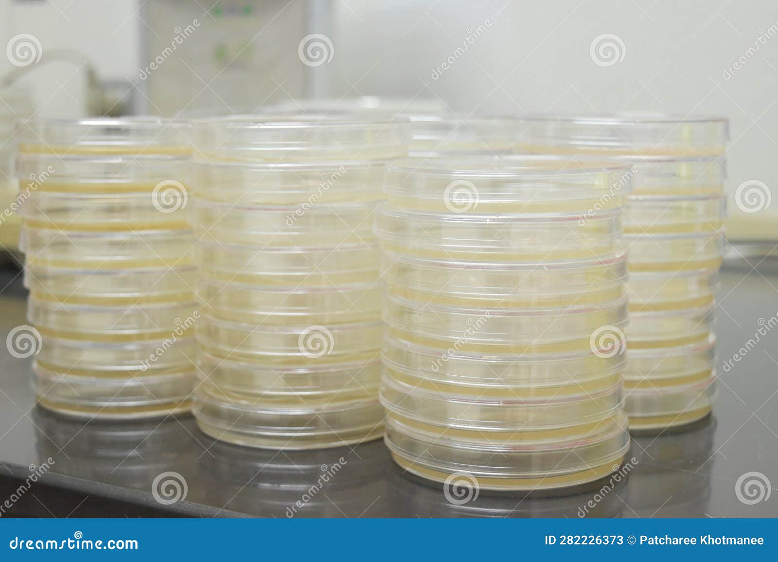 Colonies of Bacteria Growth on Agar Plate Medium in Laboratory Stock ...