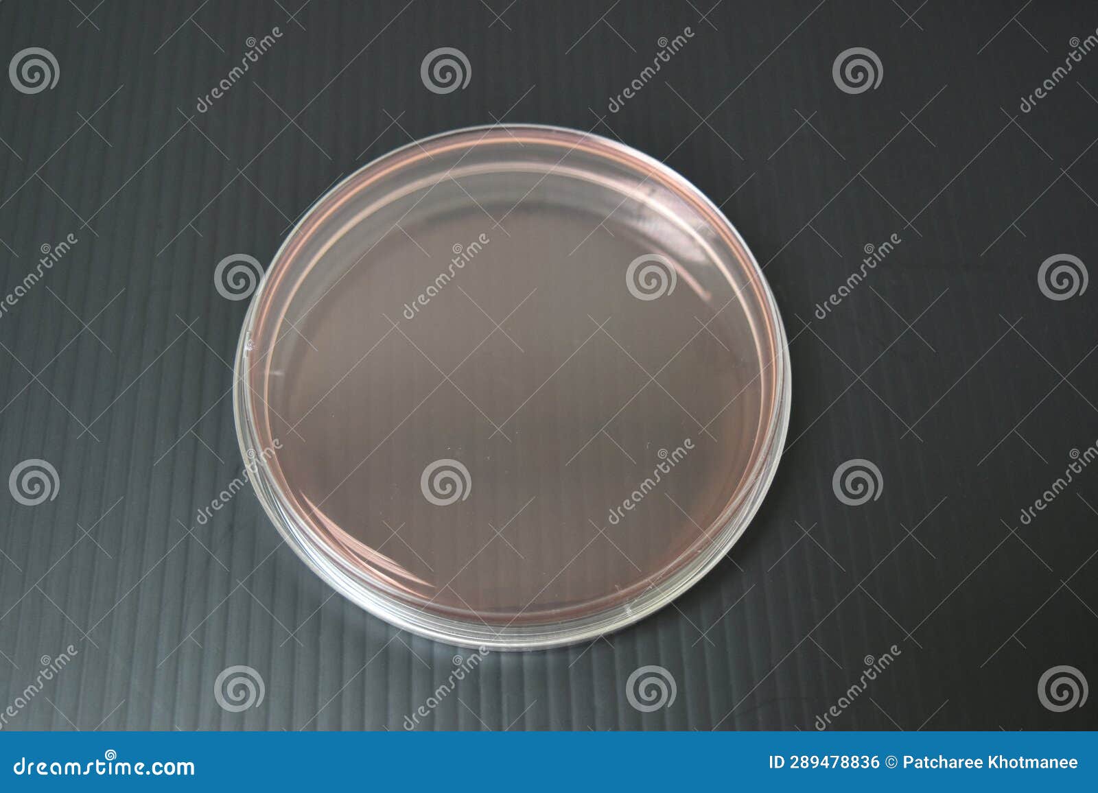 Colonies of Bacteria Growth on Agar Plate Medium in Laboratory Stock ...