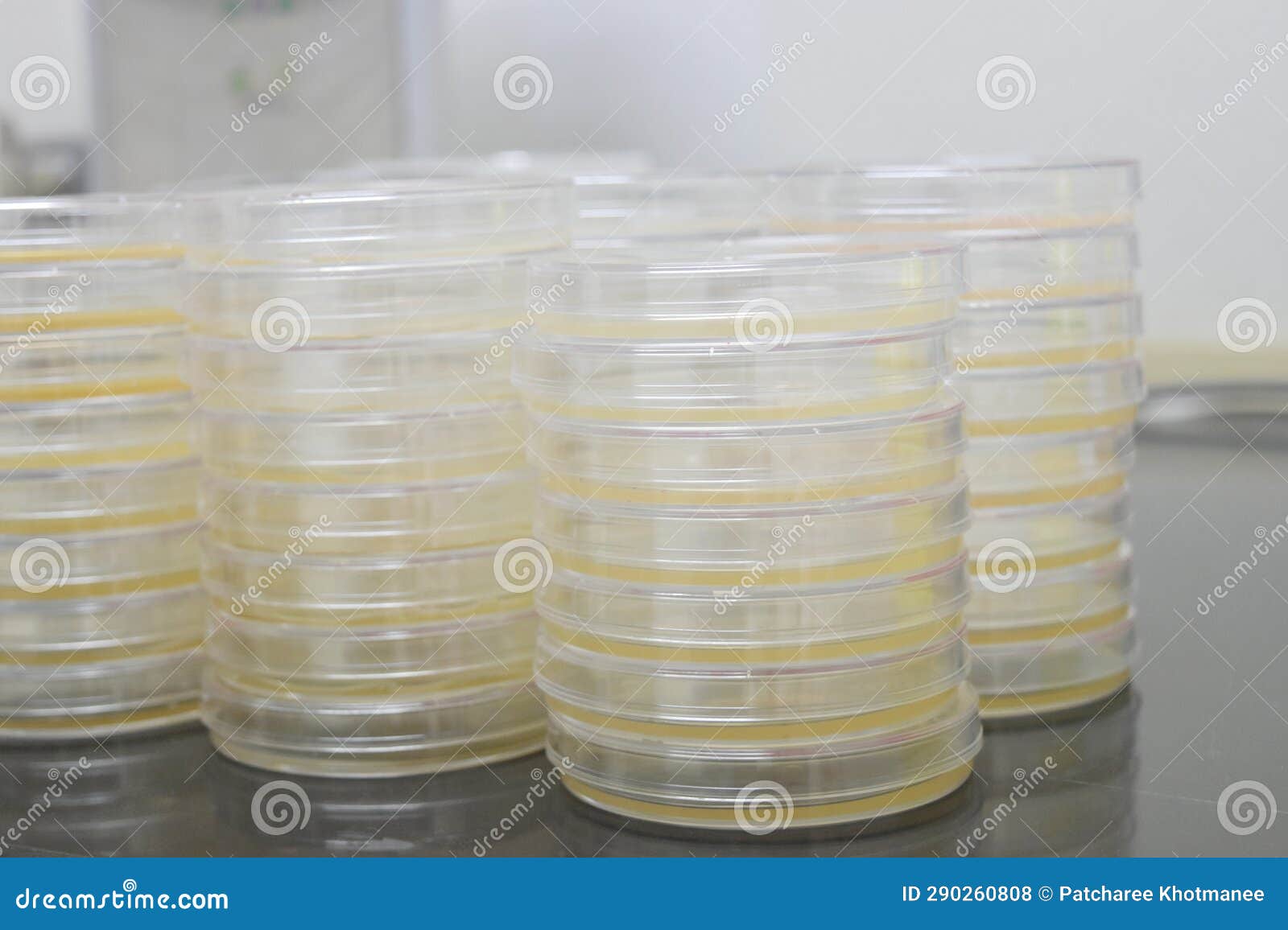 Colonies of Bacteria Growth on Agar Plate Medium in Laboratory Stock ...
