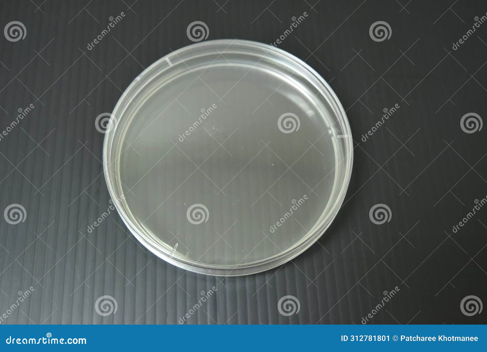 Colonies of Bacteria Growth on Agar Plate Medium in Laboratory Stock ...