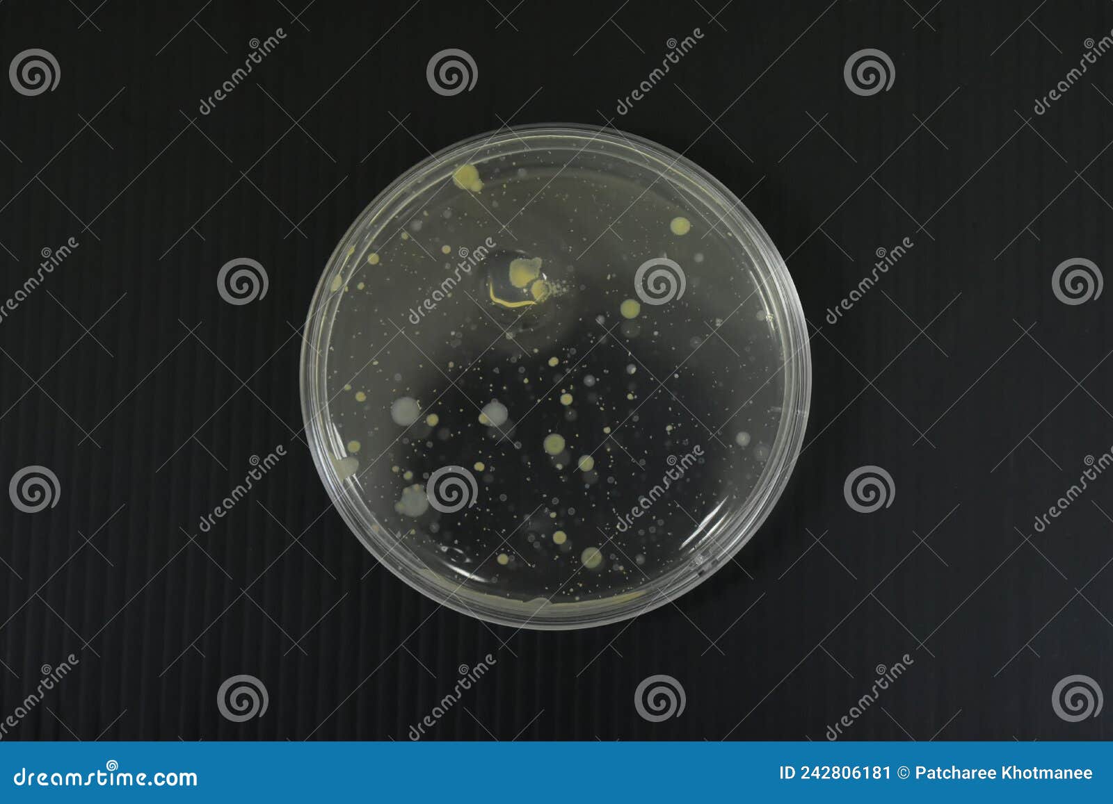 Colonies of Bacteria Growth on Agar Plate Medium Stock Image - Image of ...