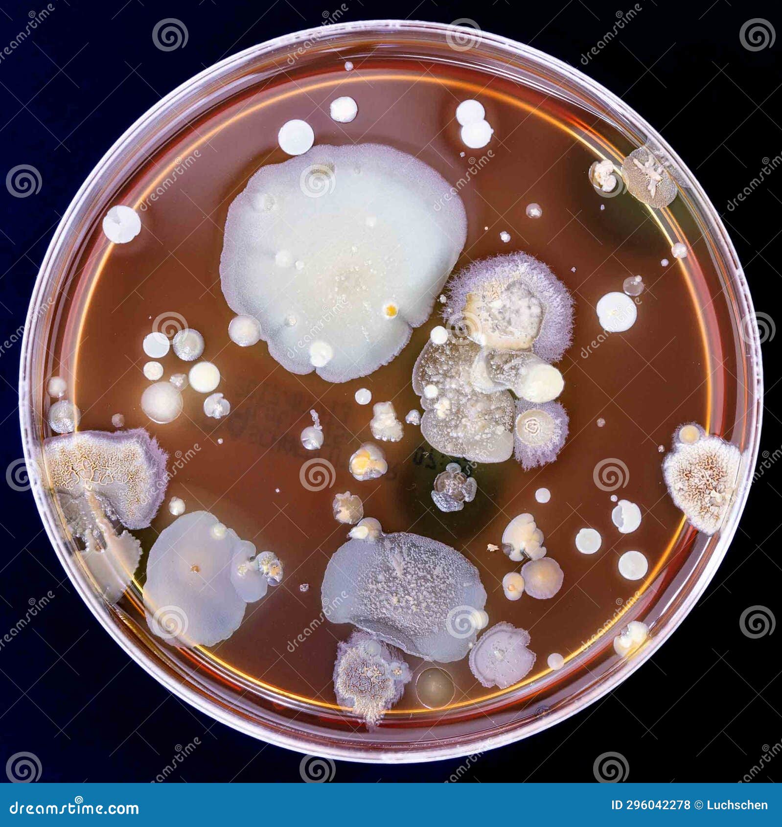 Colonies of Bacteria and Microorganisms on the Surface of Agar and Wind ...