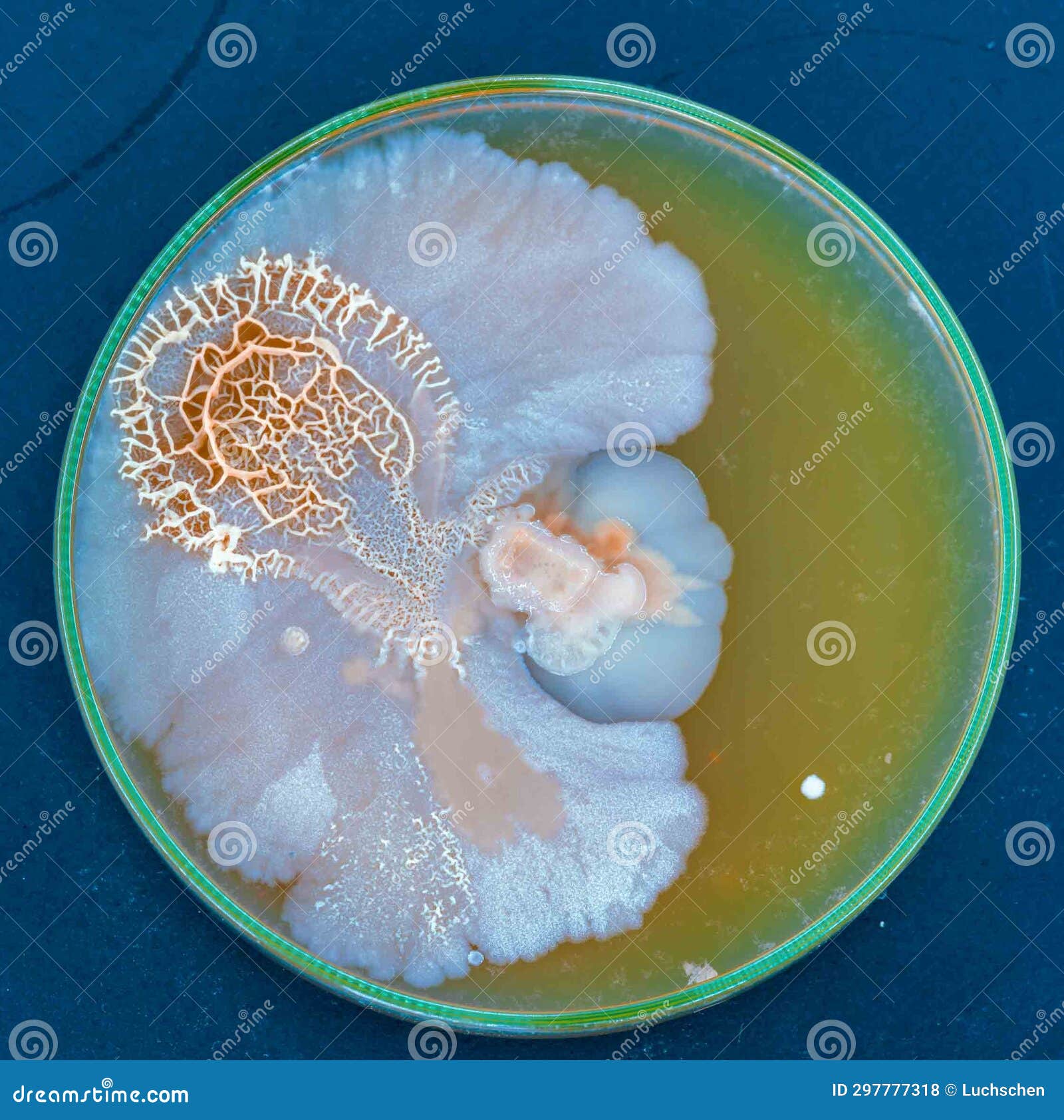 Colonies of Bacteria and Microorganisms on the Surface of Agar and Wind ...