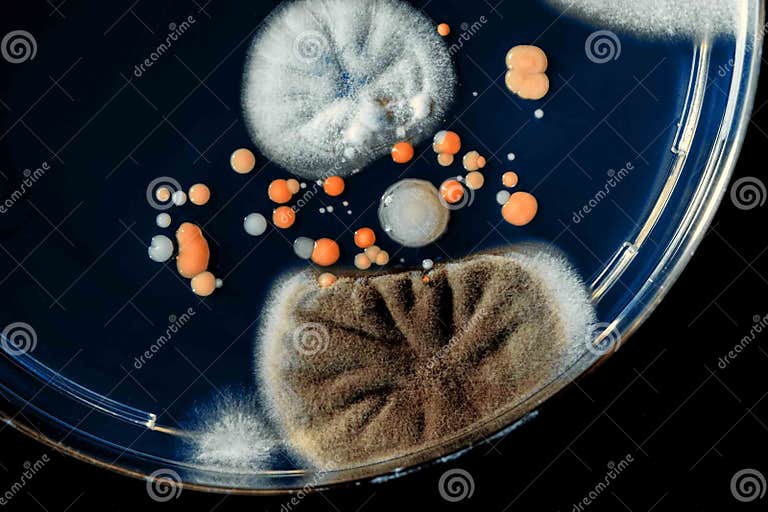 Colonies of Bacteria and Microorganisms on the Surface of Agar and Wind ...