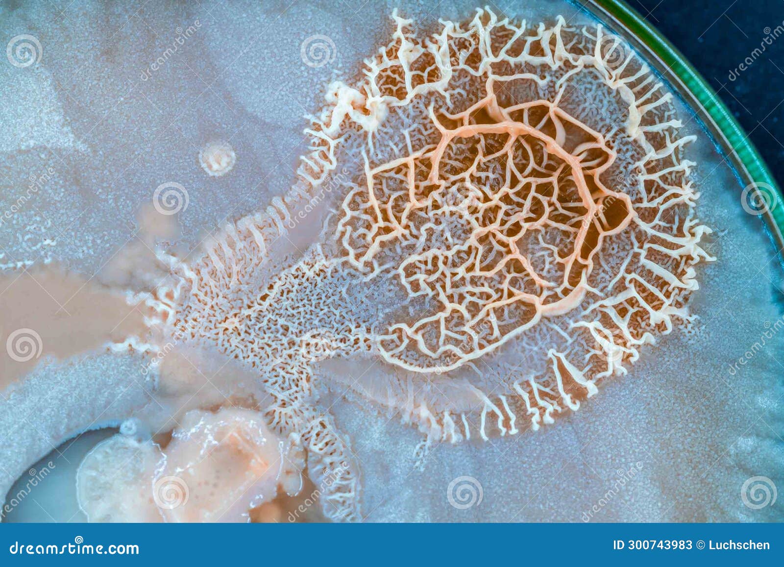 Colonies of Bacteria and Microorganisms on the Surface of Agar and Wind ...