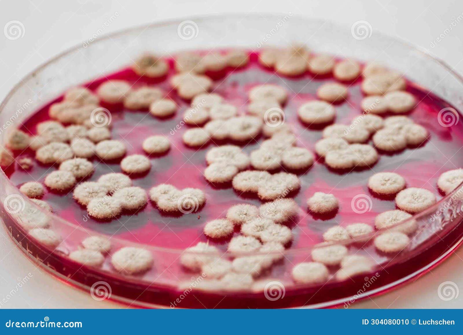 Colonies of Bacteria and Microorganisms on the Surface of Agar and Wind ...