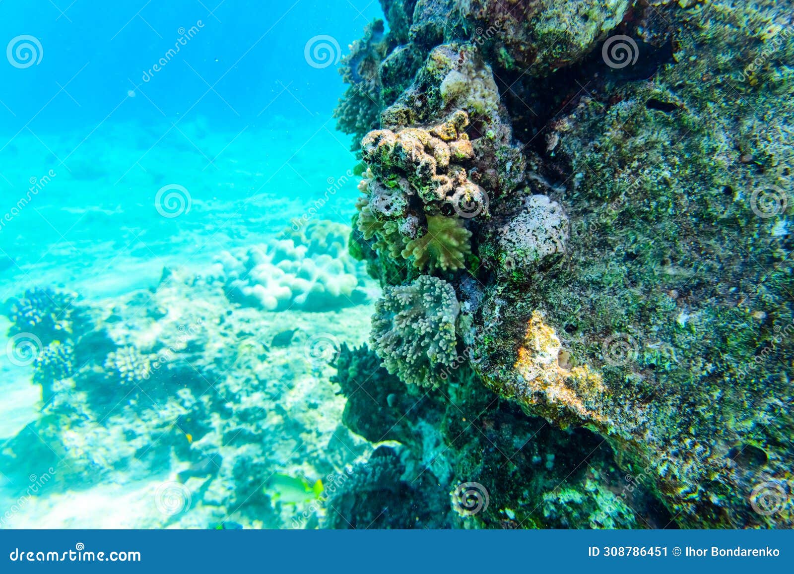 Colonies of the Corals at Coral Reef in Red Sea Stock Image - Image of ...