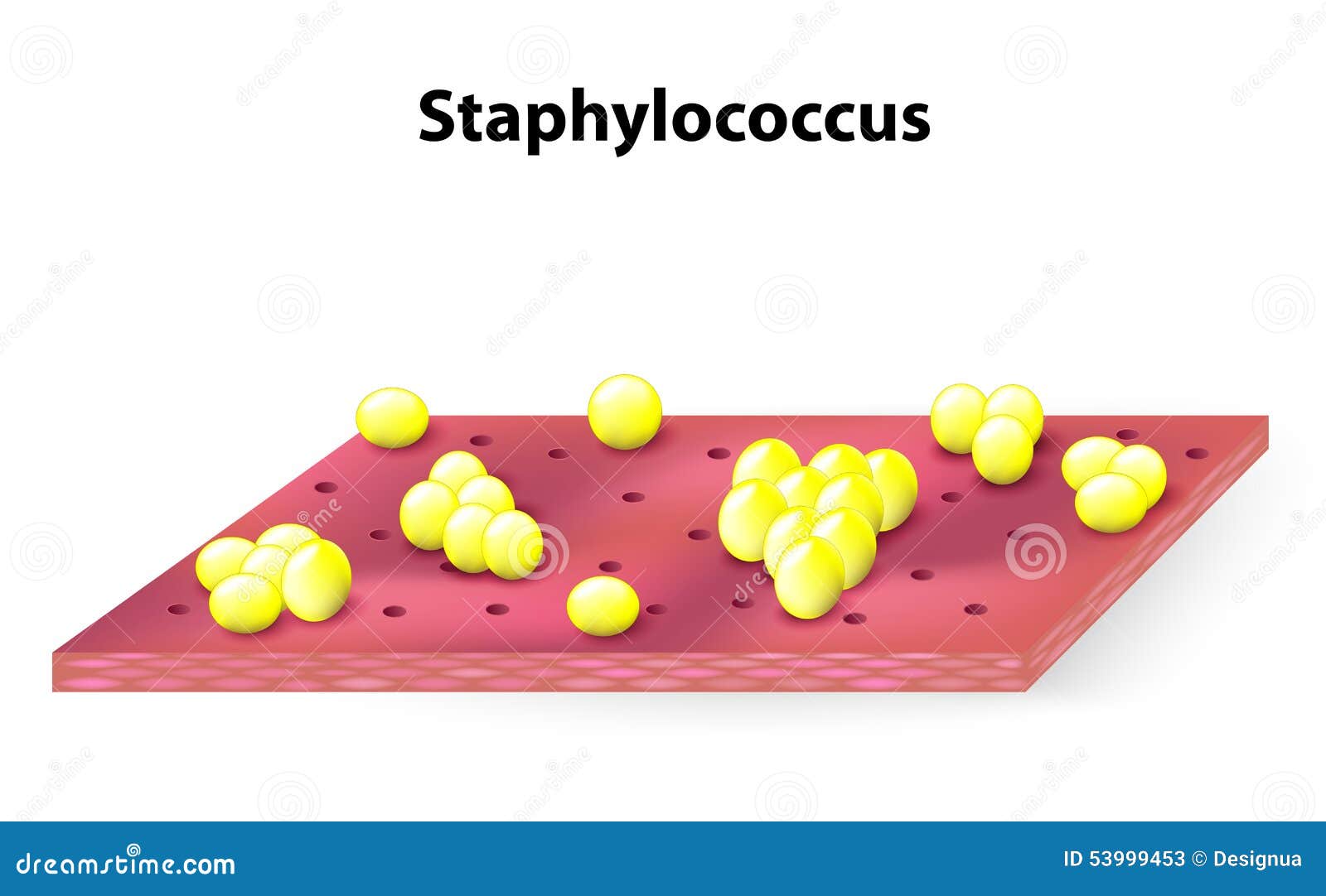 Colonies de staphylocoque illustration de vecteur. Illustration du ...