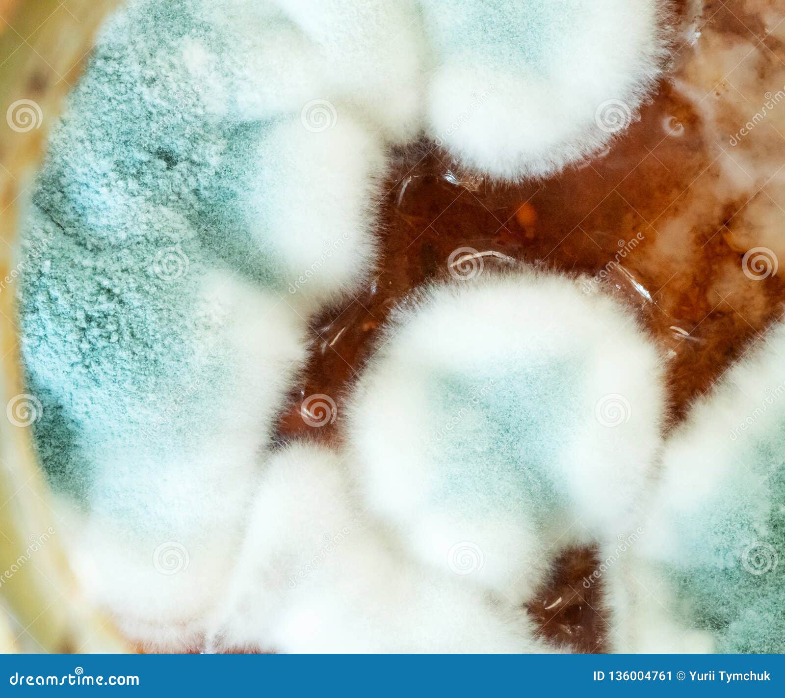 Colonies of Microorganisms. Mold on Jam. Macro Shot. Top View Stock ...