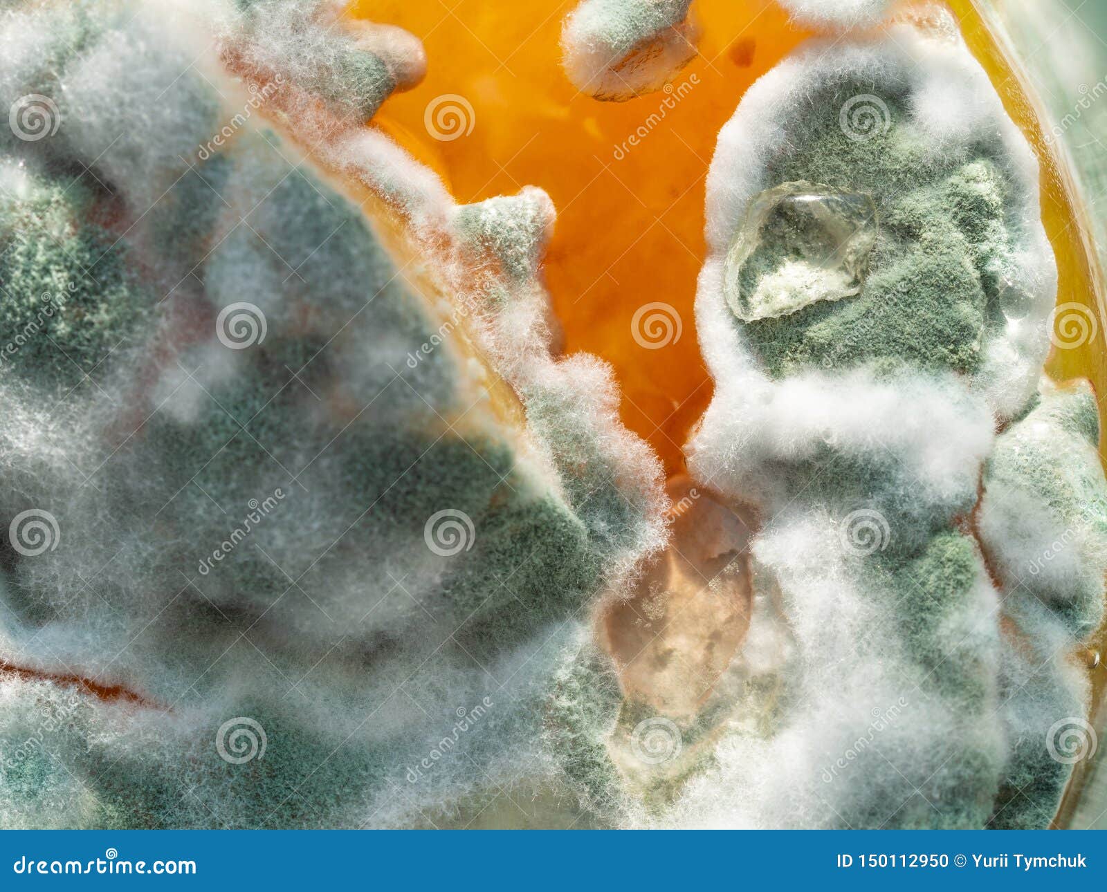 Colonies of Microorganisms. Mold on Jam. Macro Shot. Top View Stock ...