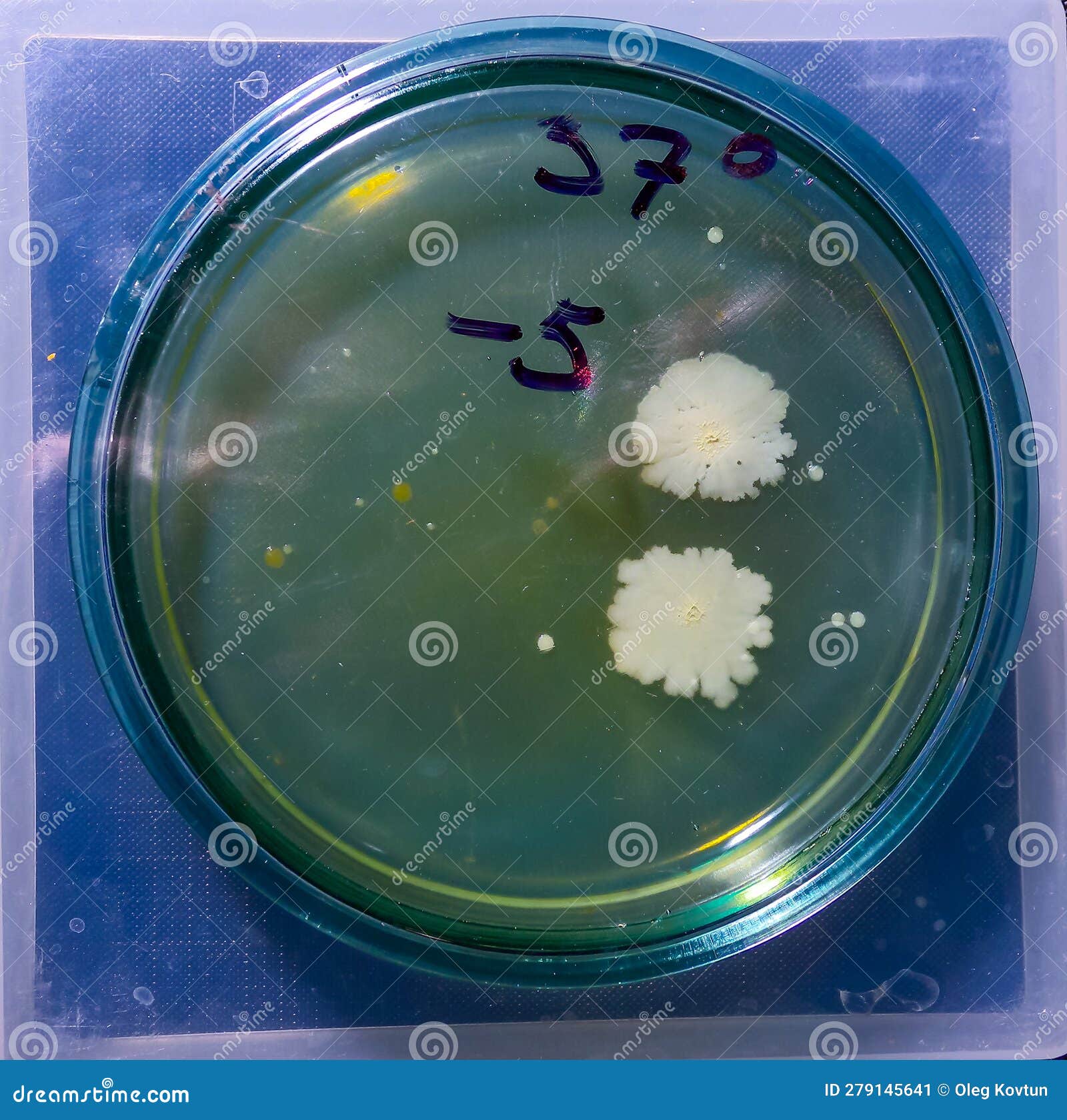 Colonies of Pathogenic Bacteria in a Petri Dish, Microbiological ...